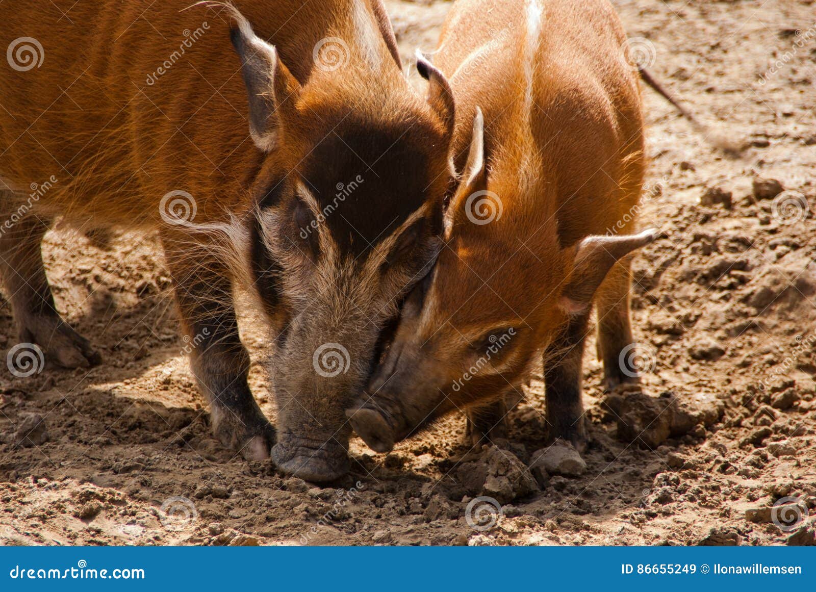 A red river hog with young stock image. Image of intelligent - 86655249