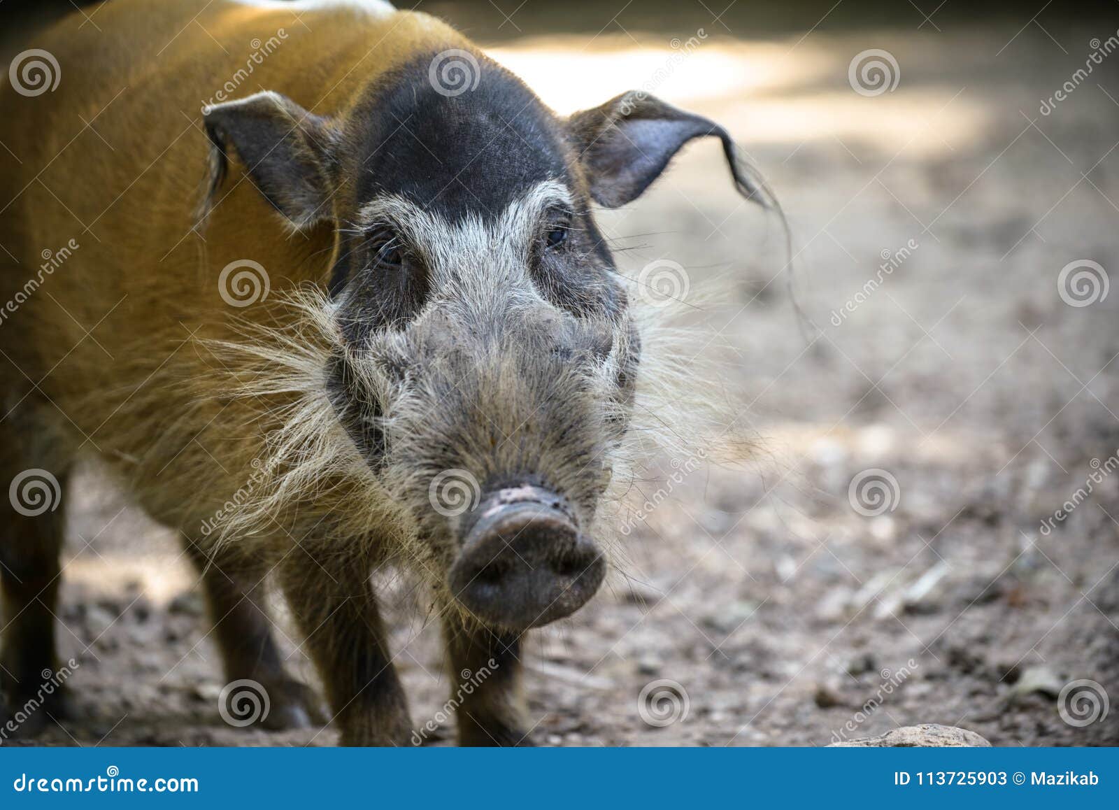 Red River Hog stock image. Image of african, white, mammal - 113725903