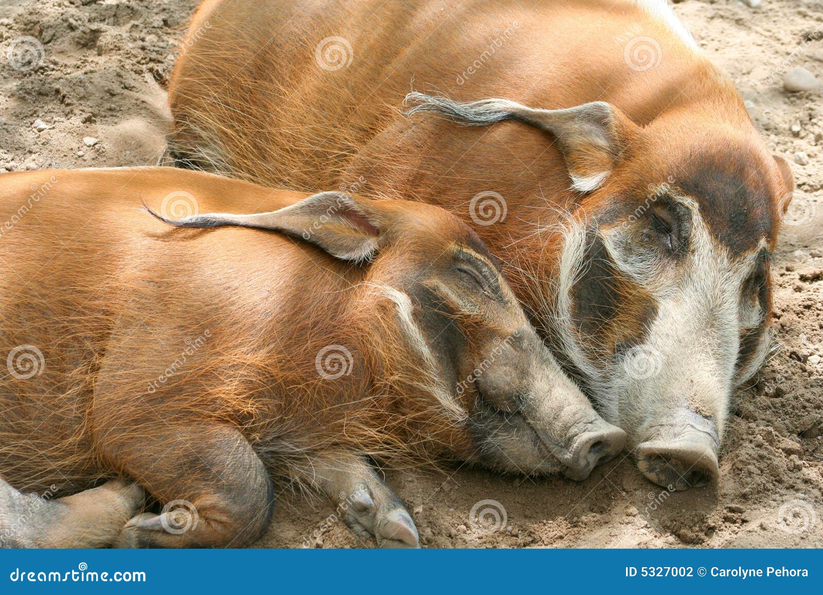 Red River Hogs stock photo. Image of relaxing, lazy, african - 5327002