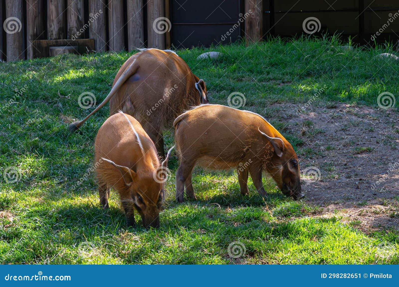 Red River Hogs on Green Grass Stock Image - Image of fauna, boar: 298282651