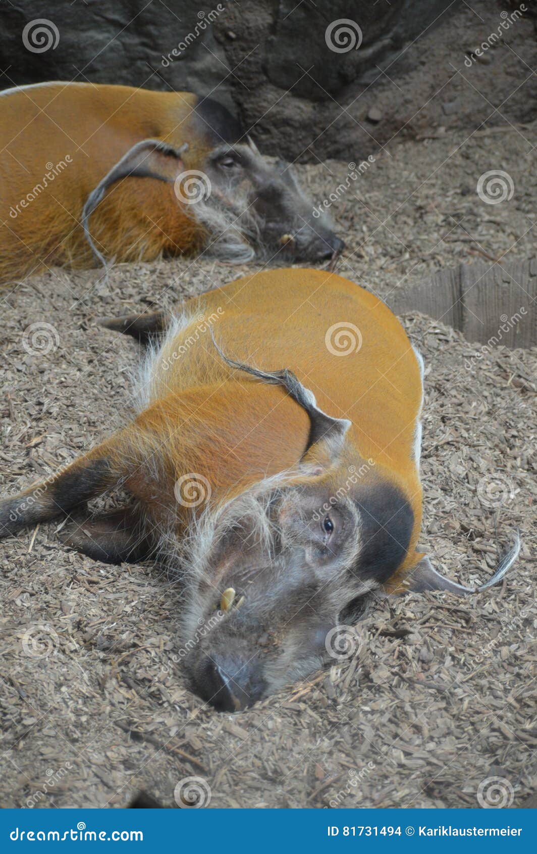 Red River Hogs stock photo. Image of fall, bottom, expression - 81731494