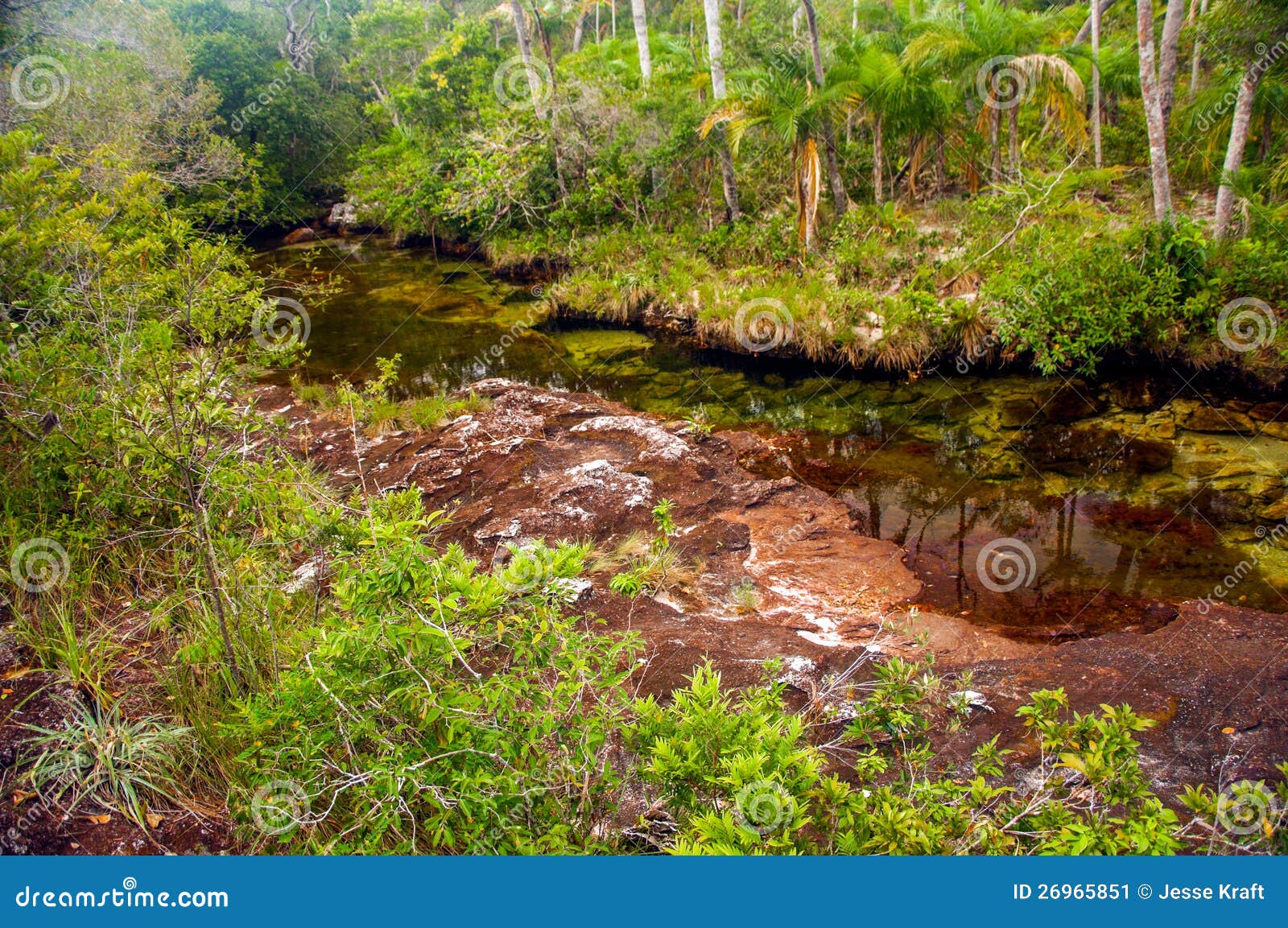 A Red River in a Jungle stock image. Image of beauty - 26965851
