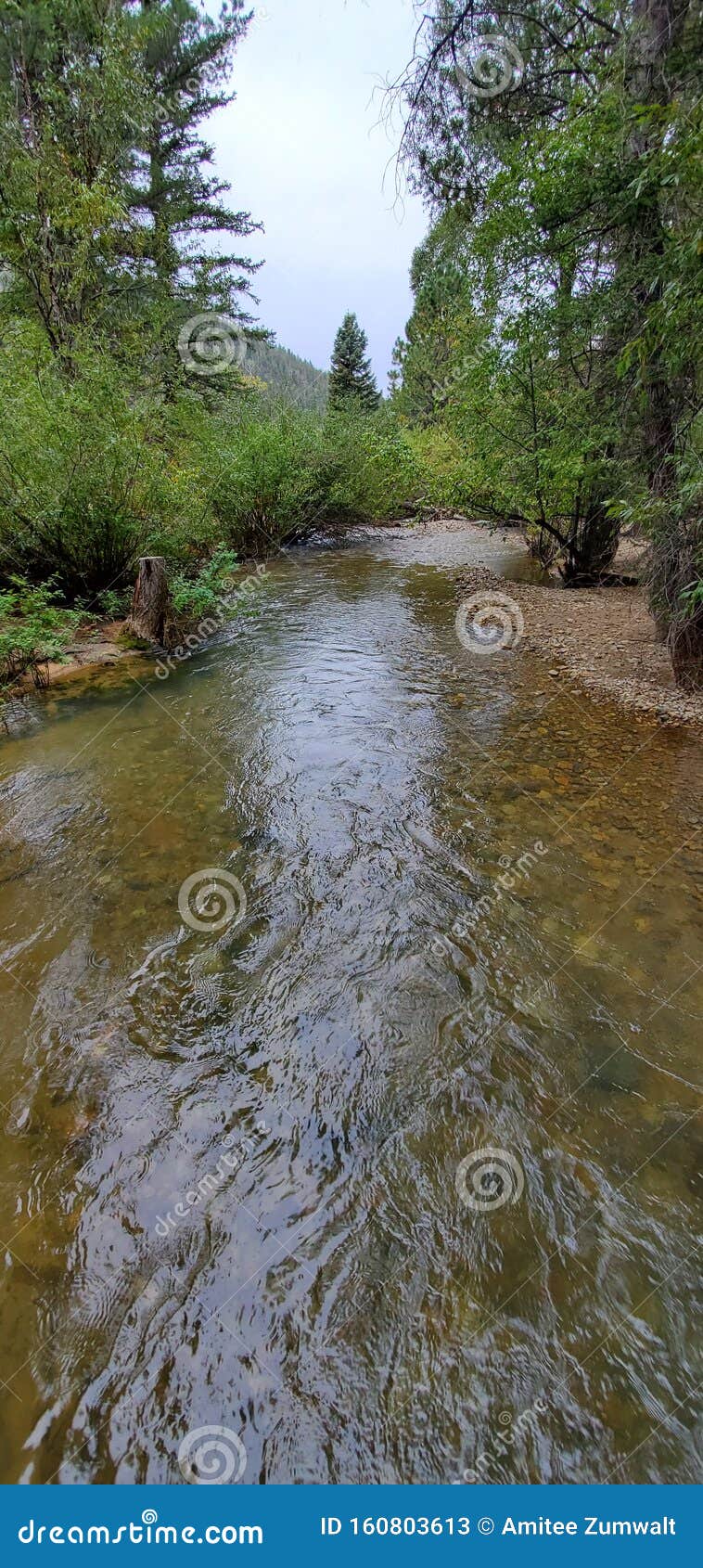 Red river new mexico stock image. Image of trees, river - 160803613