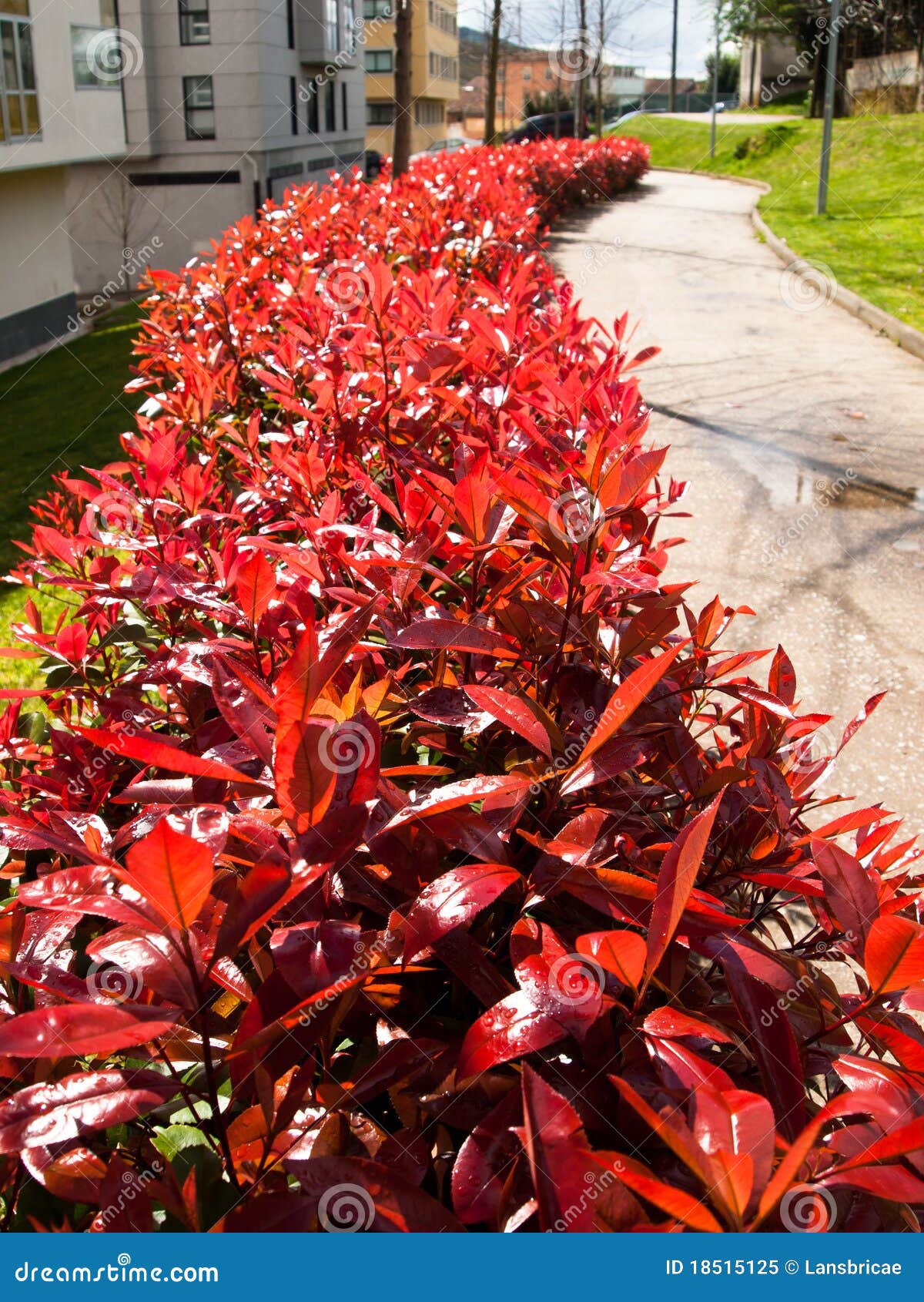 Red Road hedges stock image. Image of destiny, courage - 18515125