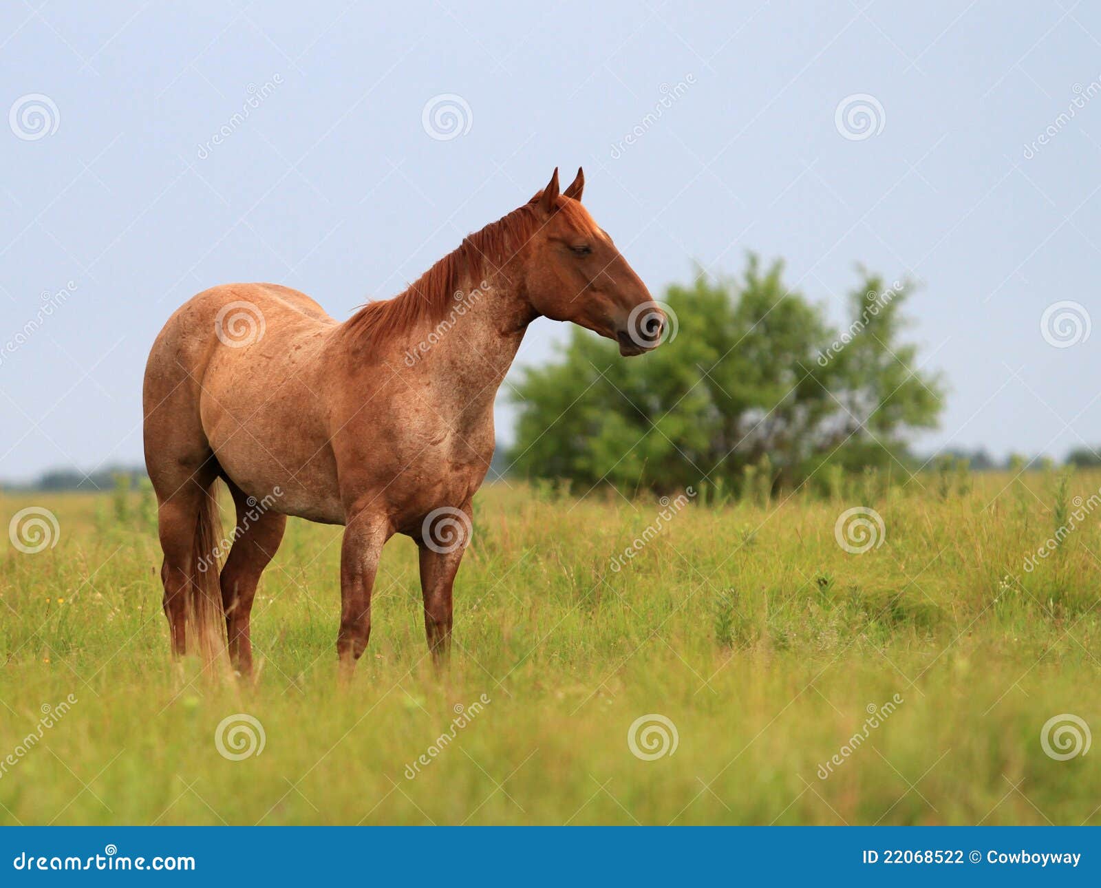 Red Roan Gelding stock photo. Image of equine, grass - 22068522