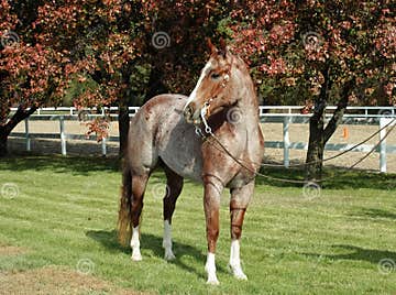 Red roan horse stock photo. Image of roan, arched, neck - 3600458