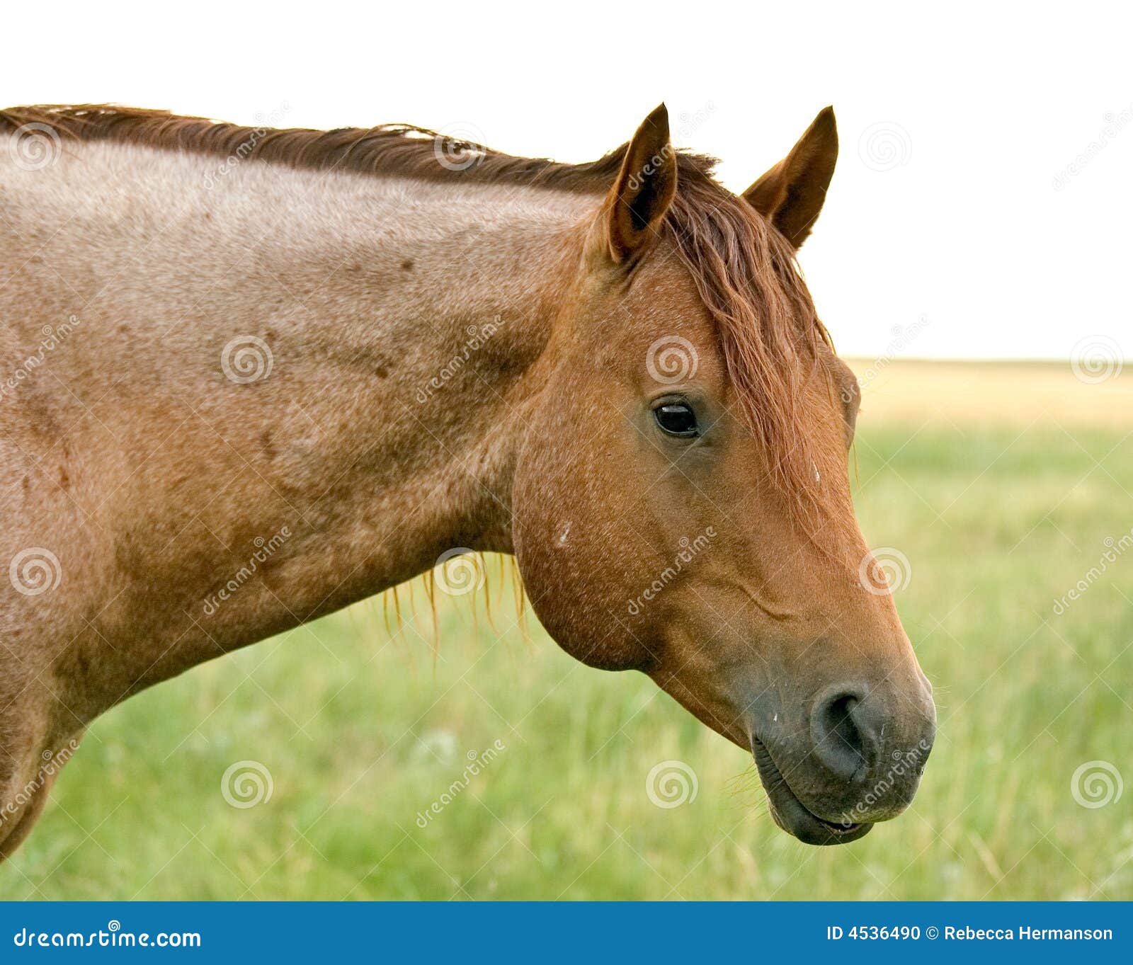 663 Red Roan Stallion Stock Photos - Free & Royalty-Free Stock Photos ...