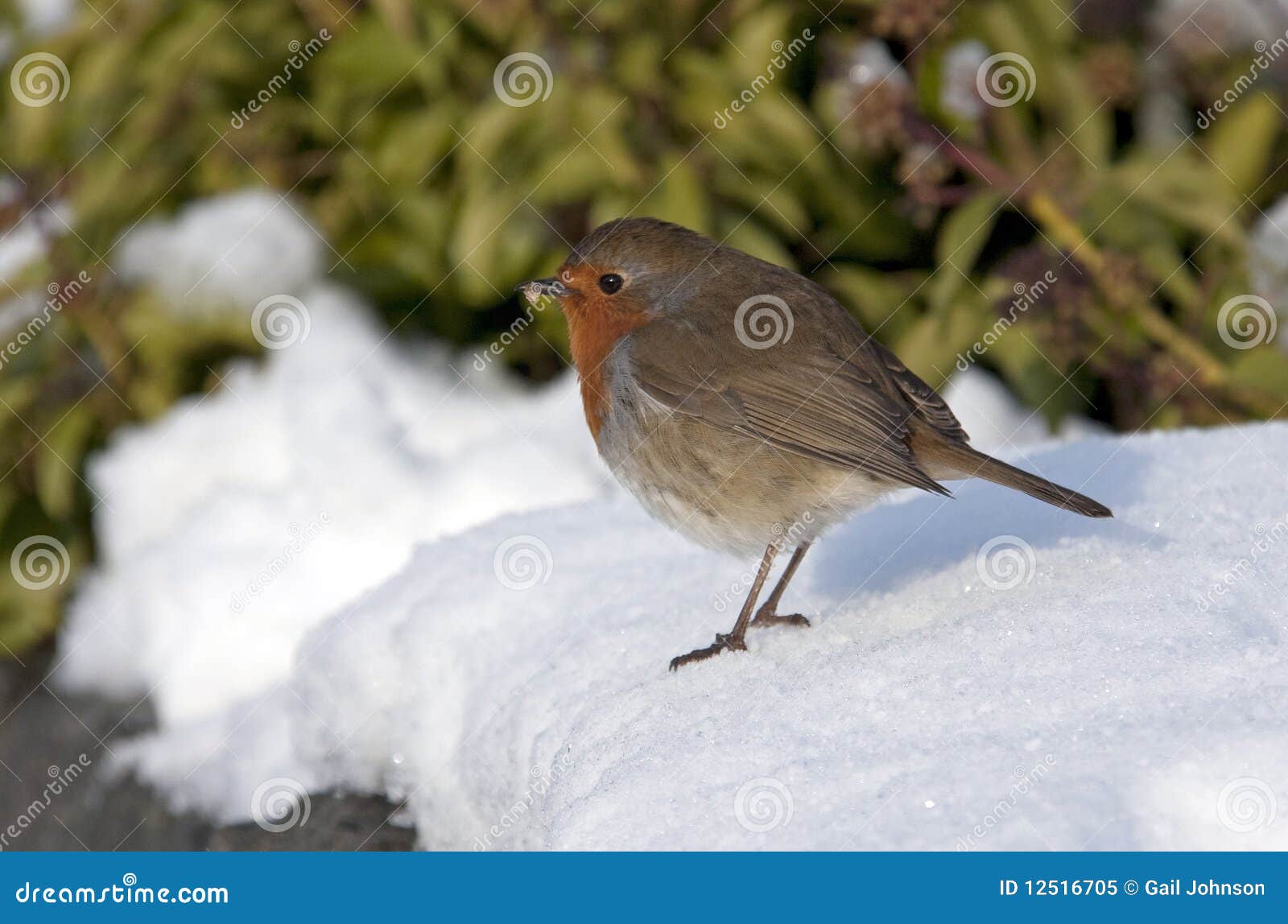 Red robin stock image. Image of welsh, snow, park, bird - 12516705