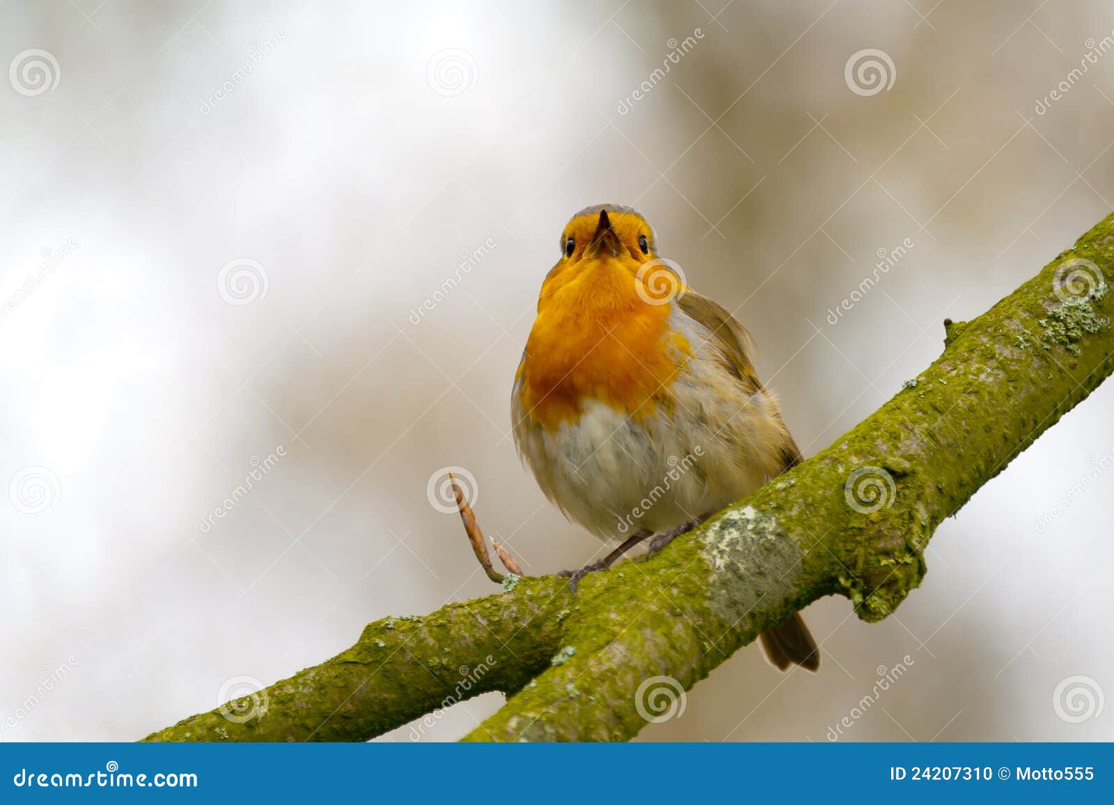 Red Robin stock photo. Image of green, erithacus, feathers - 24207310