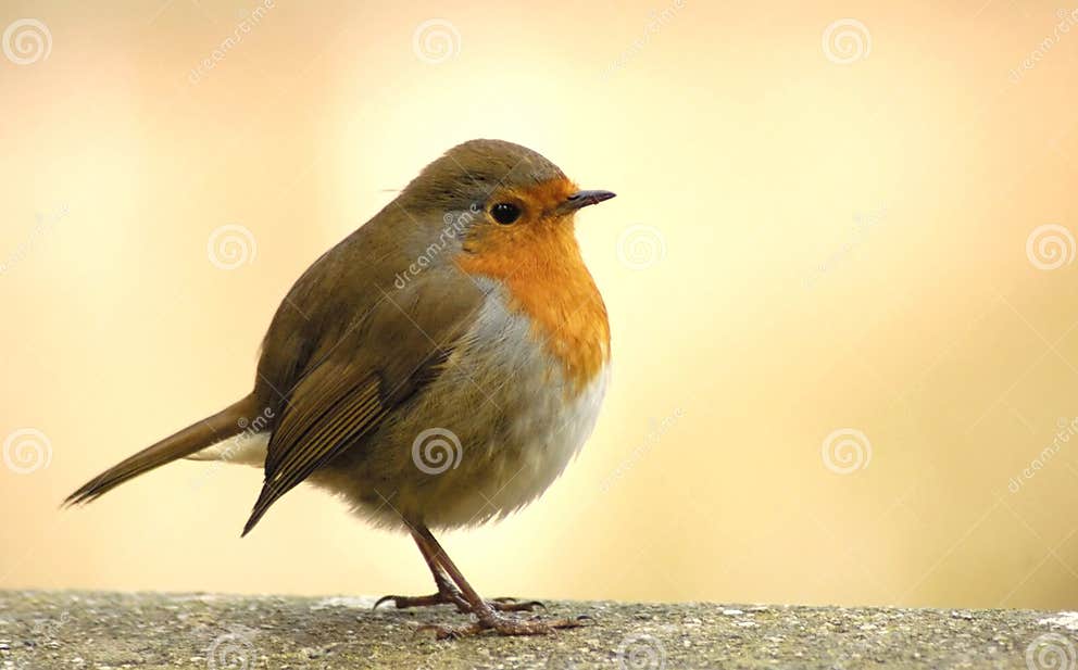 Red Robin stock image. Image of flight, wildlife, tail - 478047