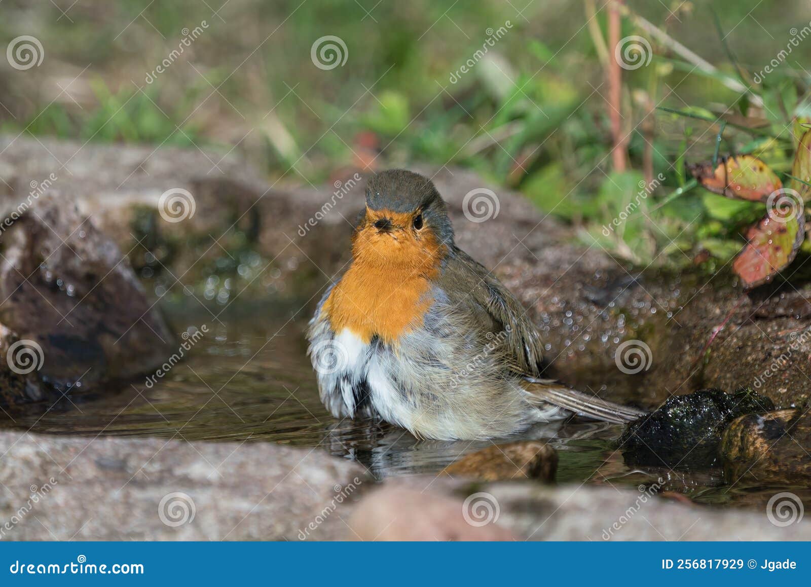 Red robin bathing stock image. Image of garden, robin - 256817929