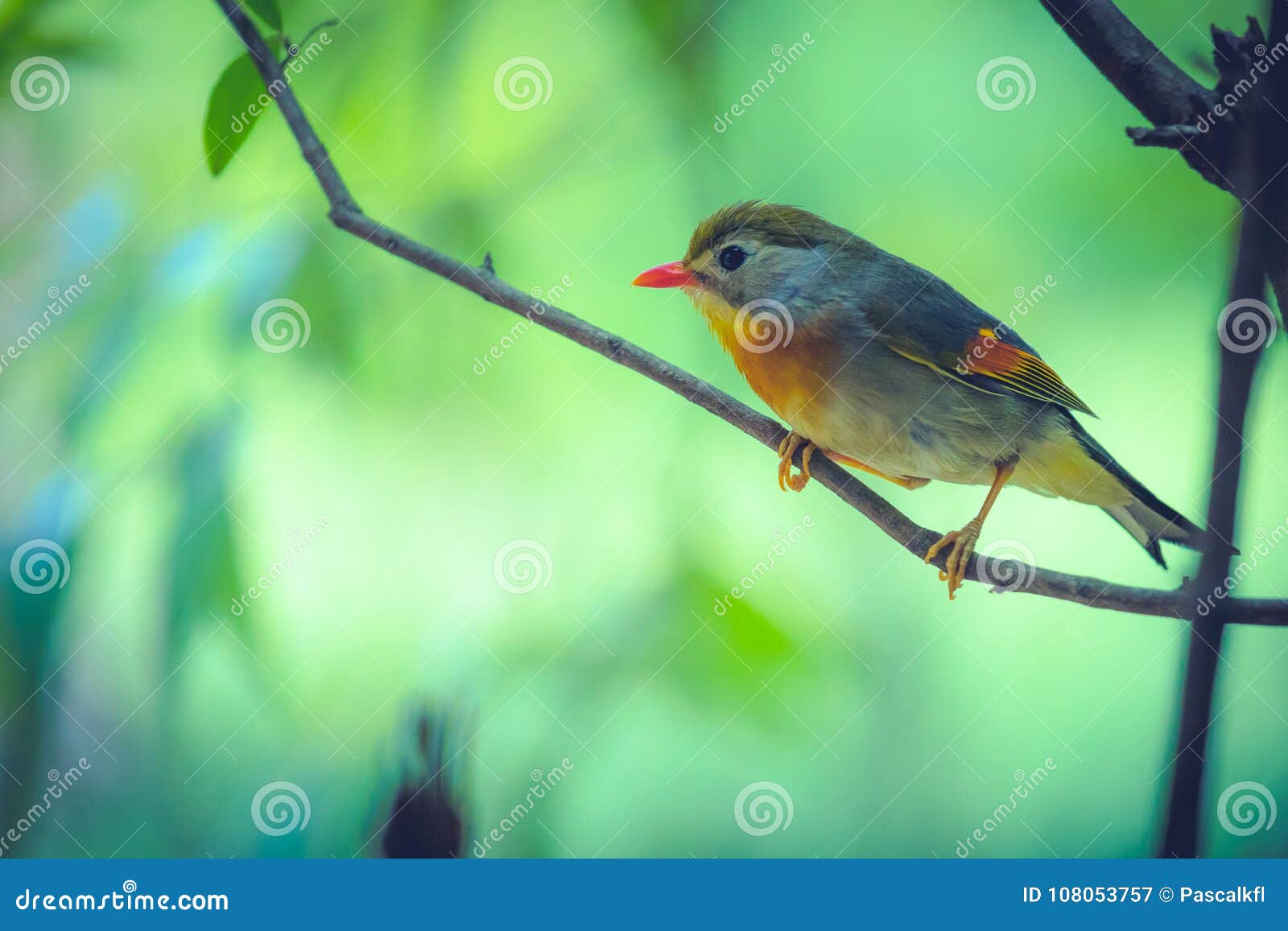 Red Robin in Beautiful Light on a Branch Stock Image - Image of tiny ...
