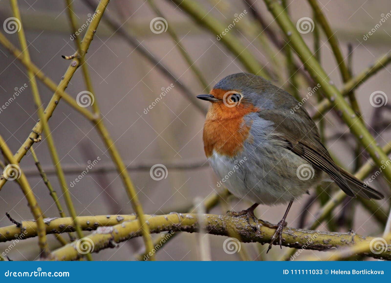 Red robin bird on a branch stock image. Image of singing - 111111033