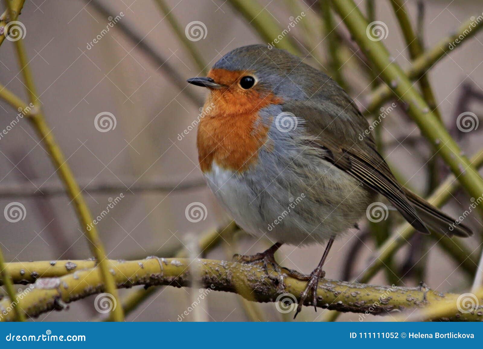 Red Robin Bird Stock Photos - Download 7,086 Royalty Free Photos