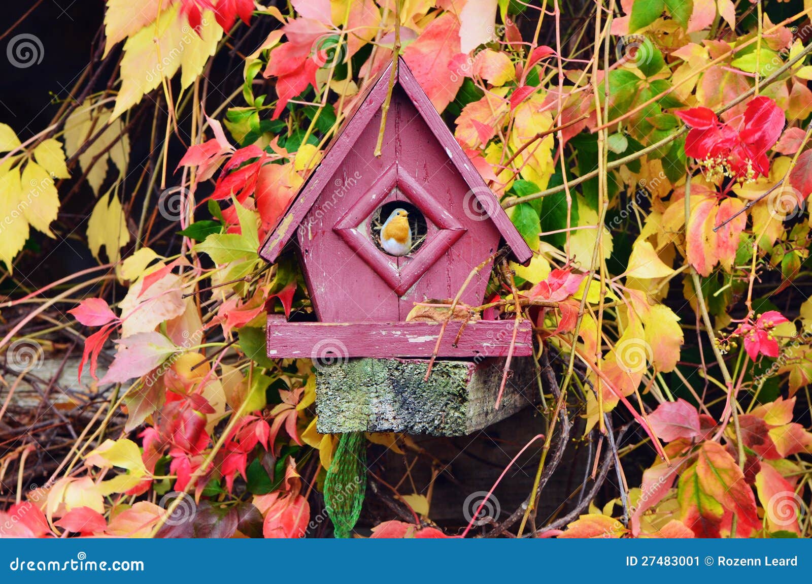 Red Robin in Bird House stock image. Image of nest, wood - 27483001