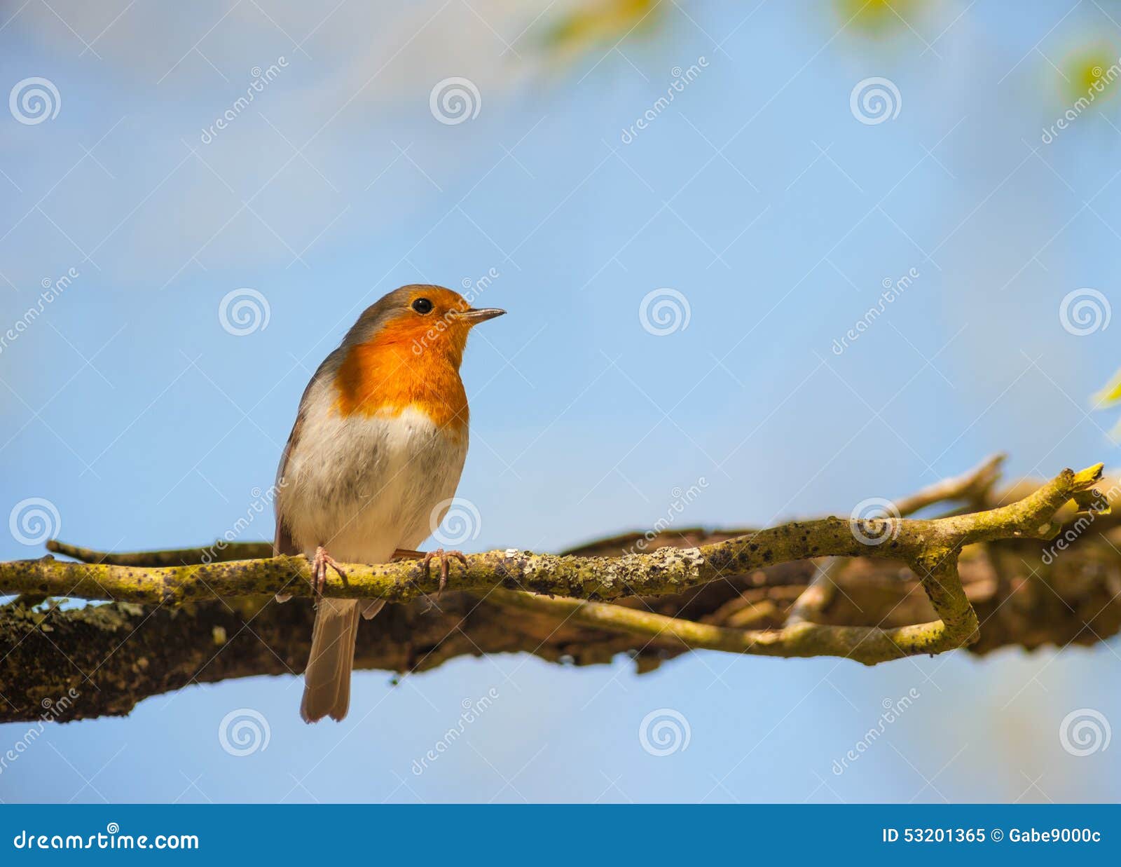 Red Robin Bird Perched in the Shade Stock Image - Image of cute, branch ...