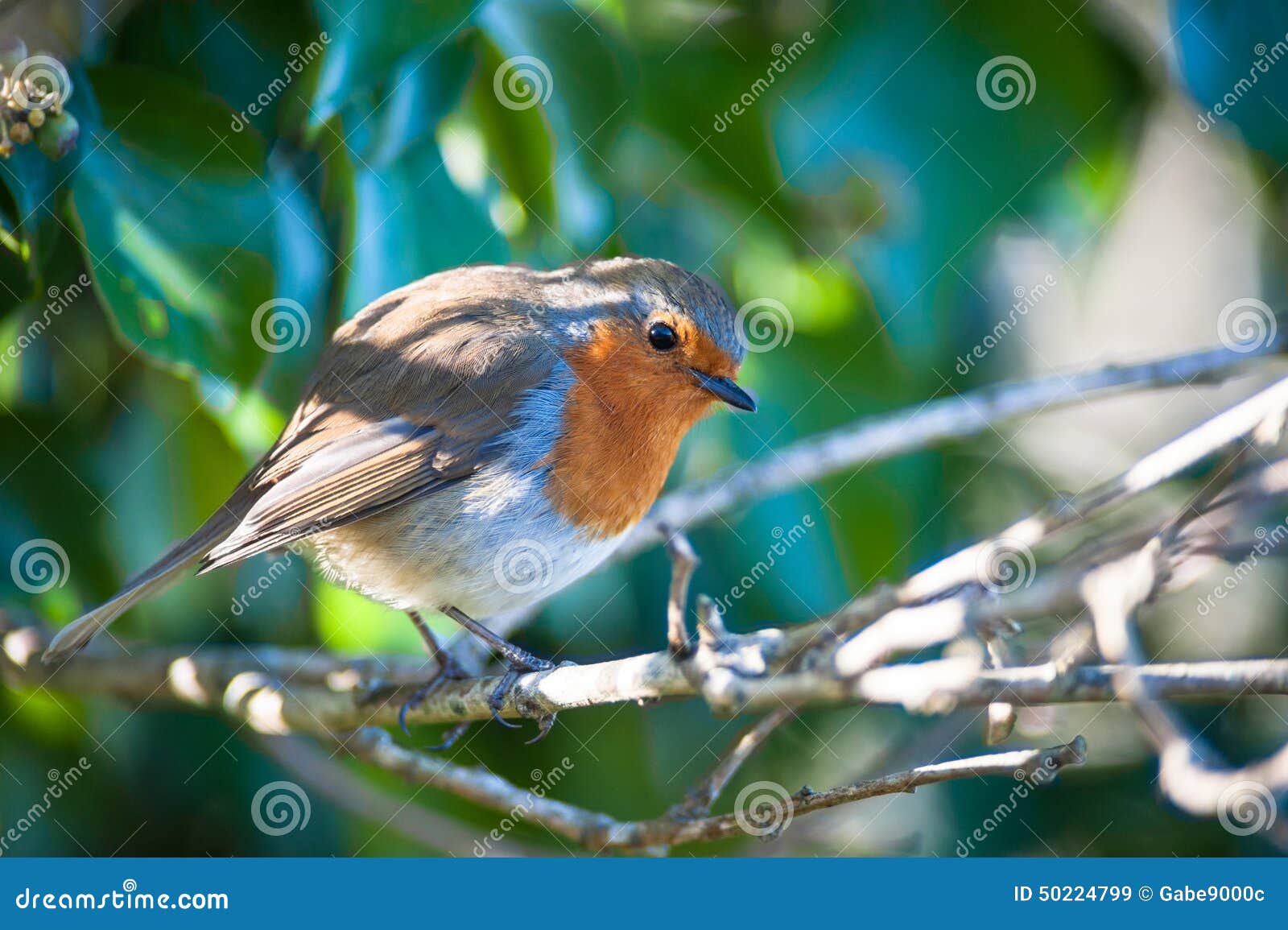 Red Robin Bird Resting in a Tree Stock Image - Image of cute, color ...