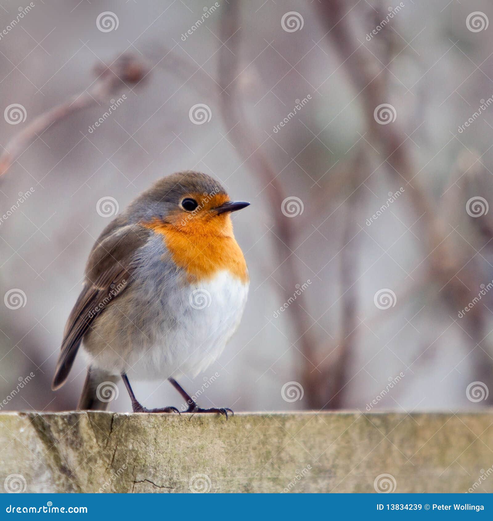 A Red Robin Bird Sitting on a Fence Stock Image - Image of redbreast ...