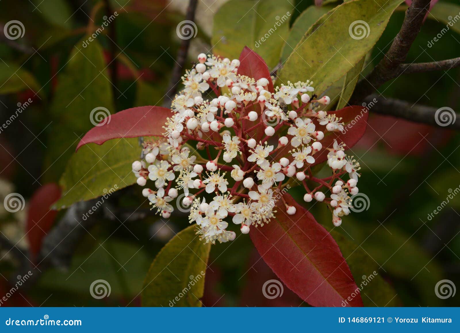 Red robin blossoms stock image. Image of flora, leaves - 146869121