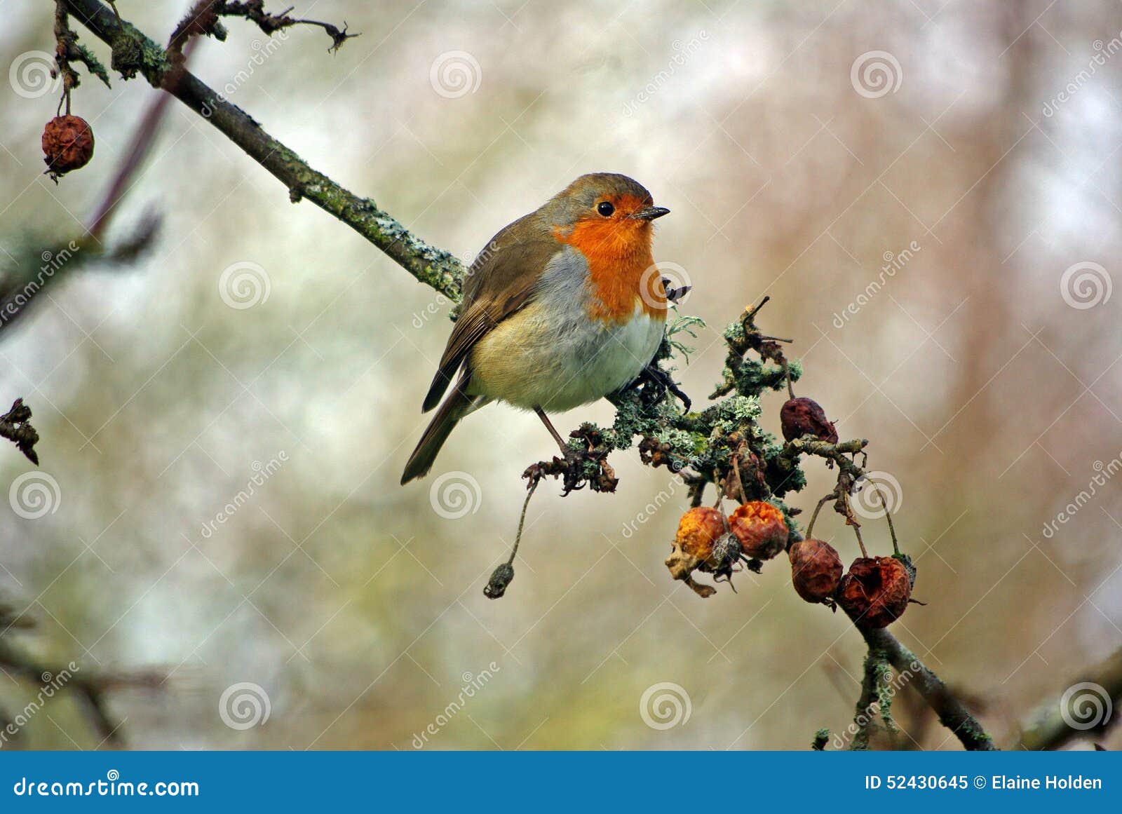Red Robin stock image. Image of bird, birdwatching, wildlife - 52430645