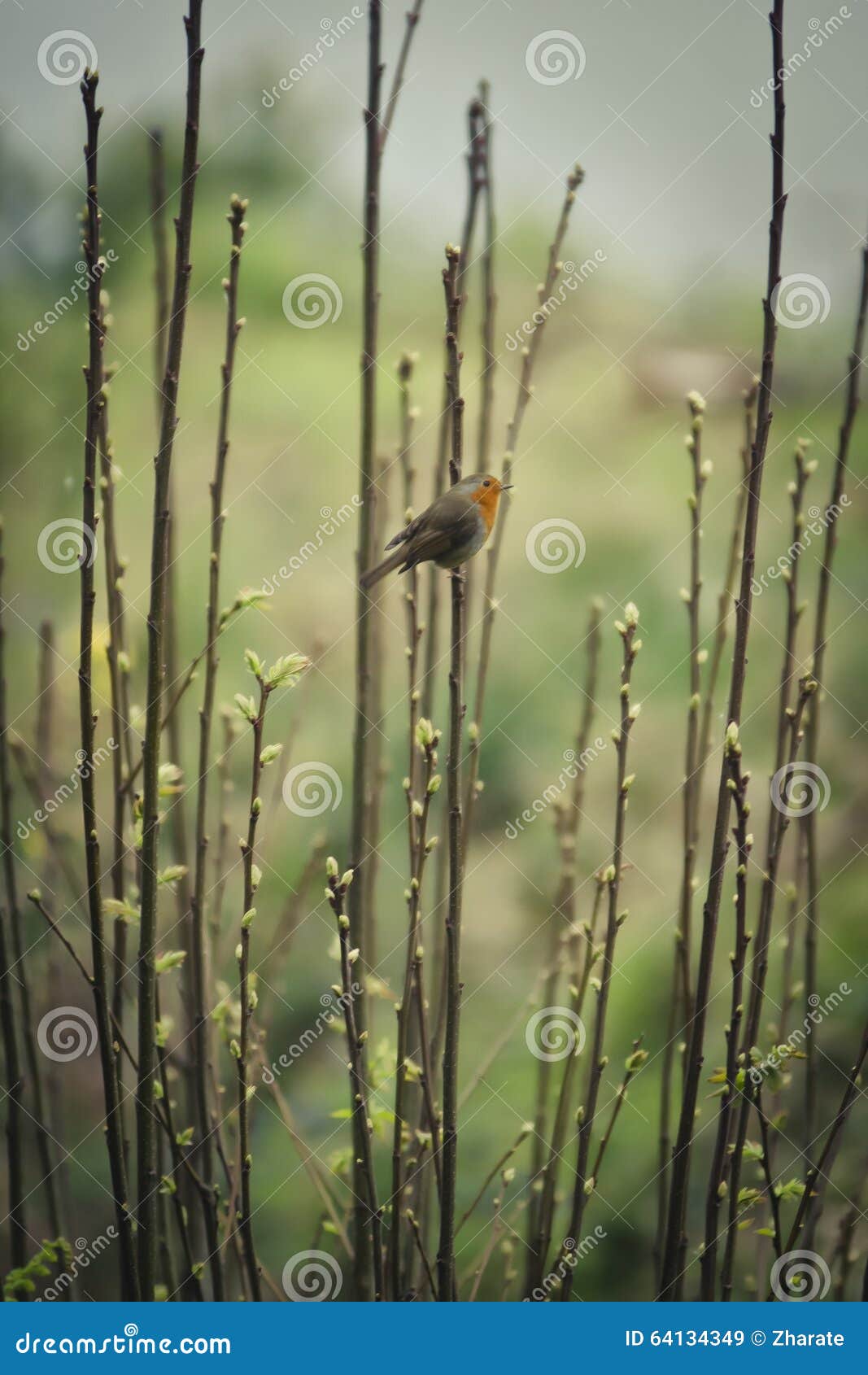 Red robin stock image. Image of sing, beak, single, feather - 64134349