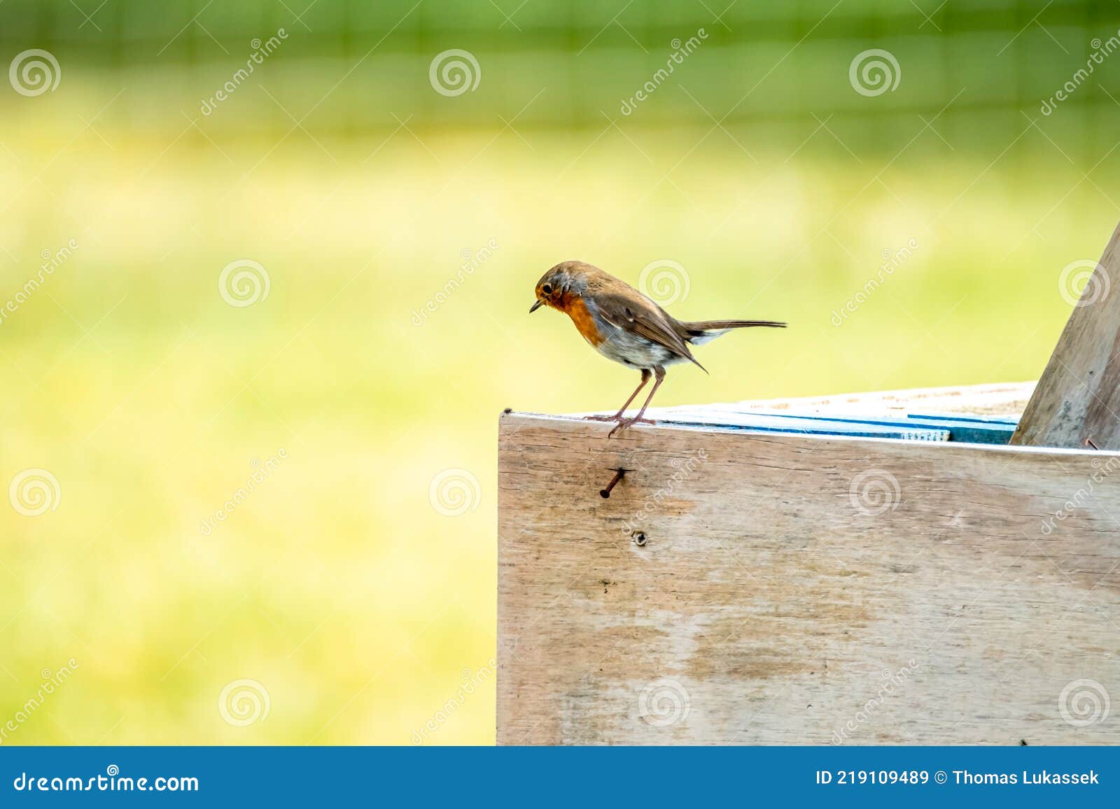 Red Robin, Red Breast Bird Visiting a Garden in Ireland Stock Image ...