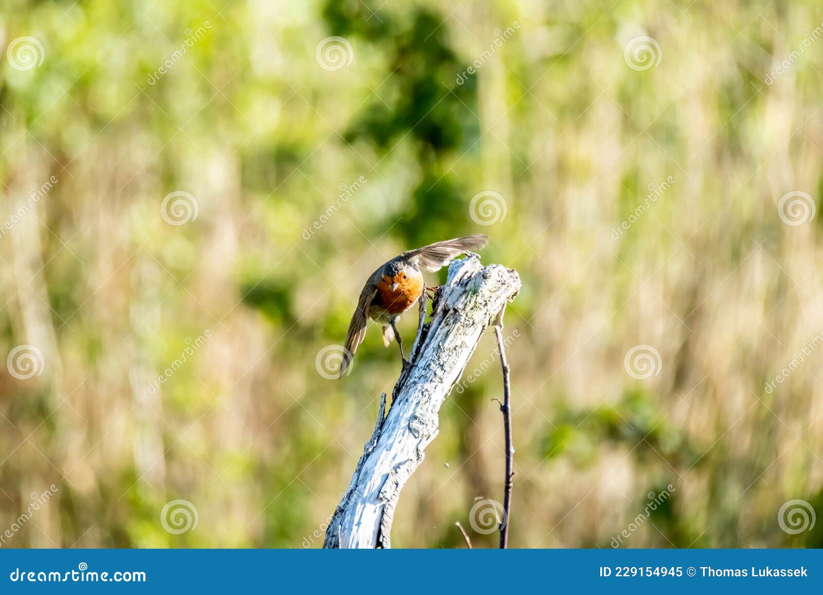 Robin Red Breast With A Single Rain Drop On Its Head Royalty-Free Stock ...