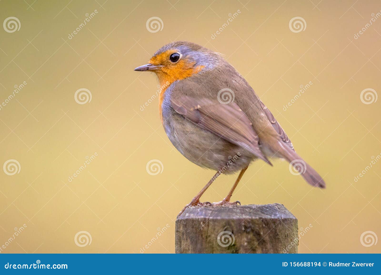Red Robin with Bright Background Stock Photo - Image of erithacus ...