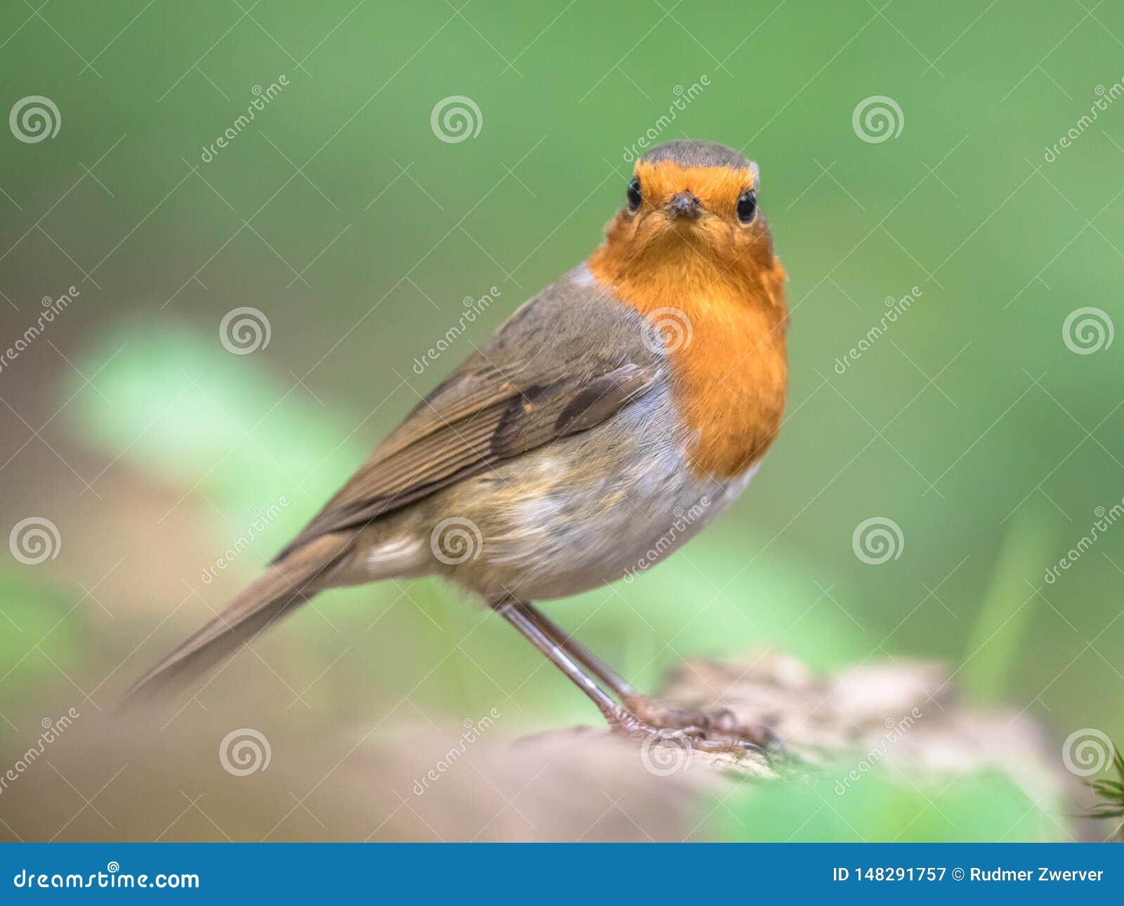 Red Robin With Bright Background Stock Photo | CartoonDealer.com #156688194