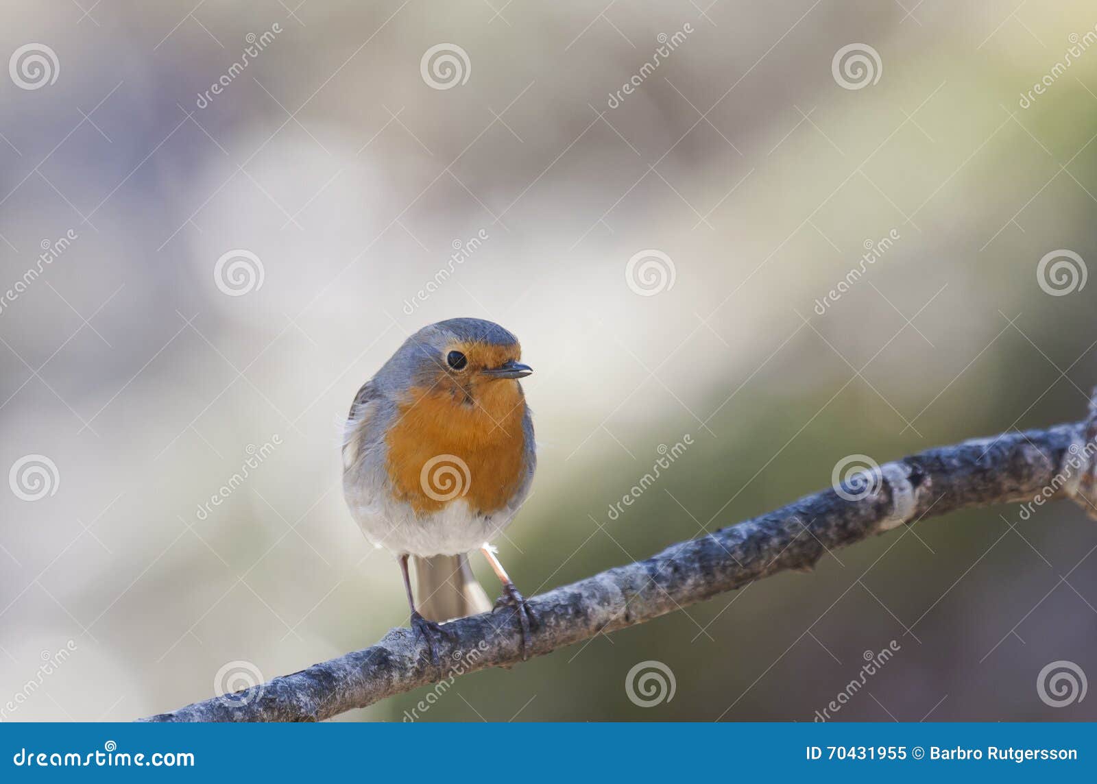 Red robin stock image. Image of tree, thrashes, beloved - 70431955
