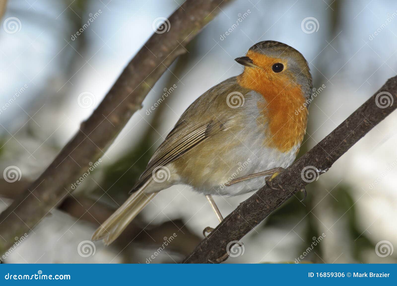 Red Robin on Diagonal Perch Stock Photo - Image of christmas, winter ...