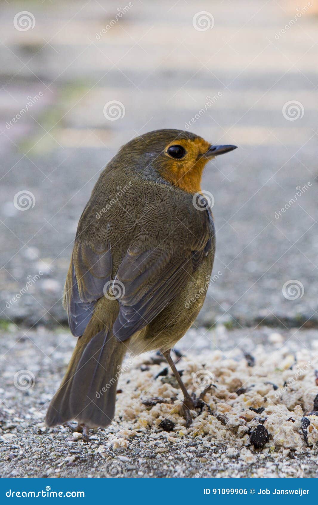 Red Robin stock photo. Image of beak, robin, woodland - 91099906