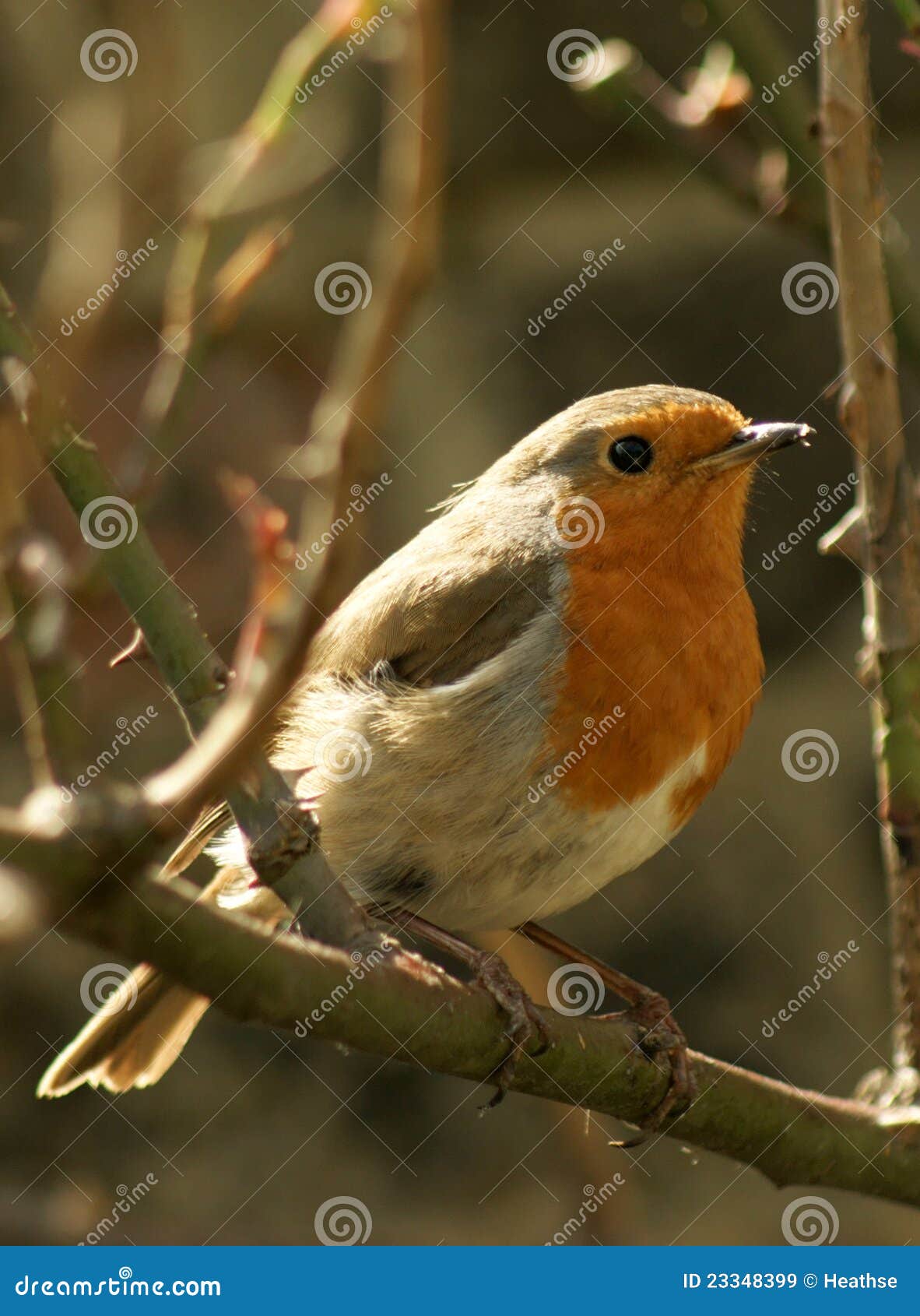 Red Robin ( Erithacus Rubecula) in Roses Stock Image - Image of ...