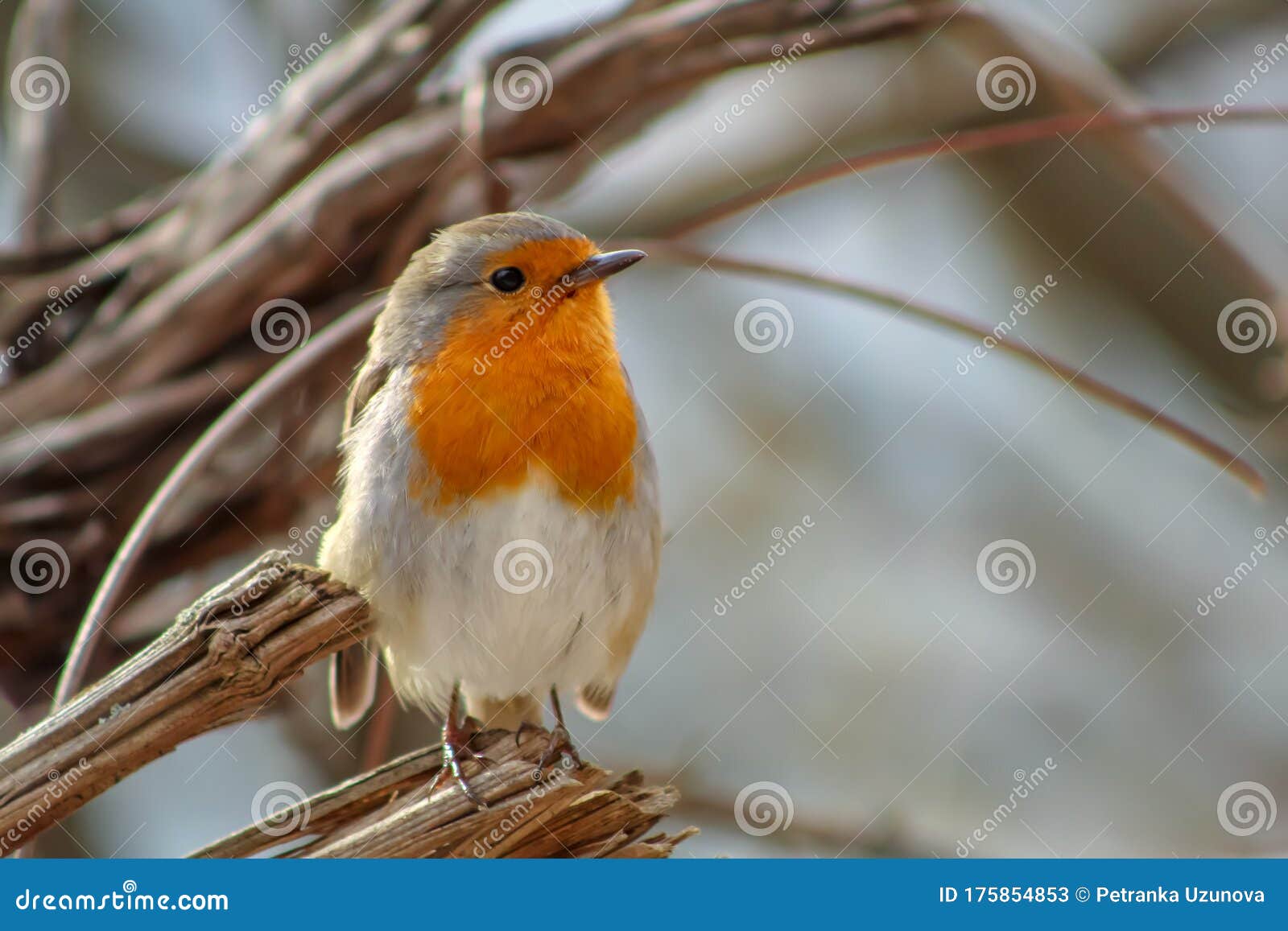 Red Robin Erithacus Rubecula, Small Posing Bird. Stock Image - Image of ...