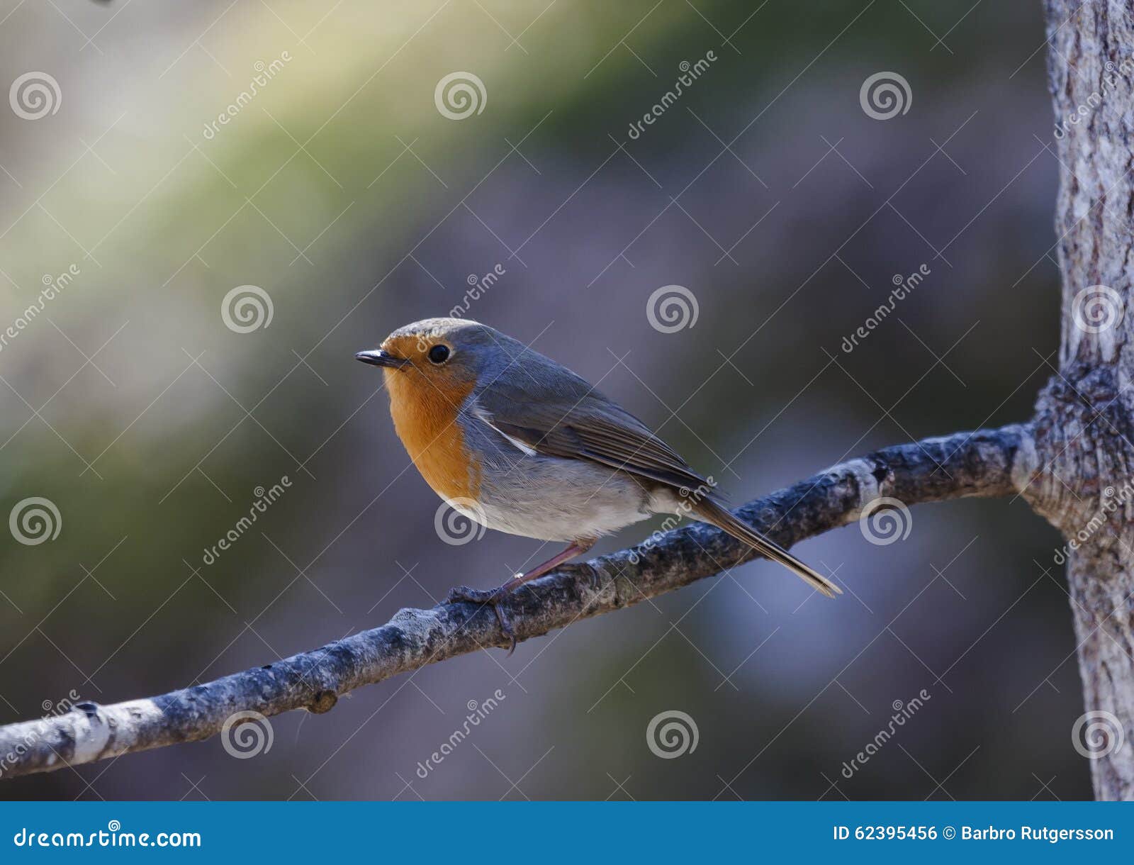 Red robin stock photo. Image of bird, birds, loved, robin - 62395456