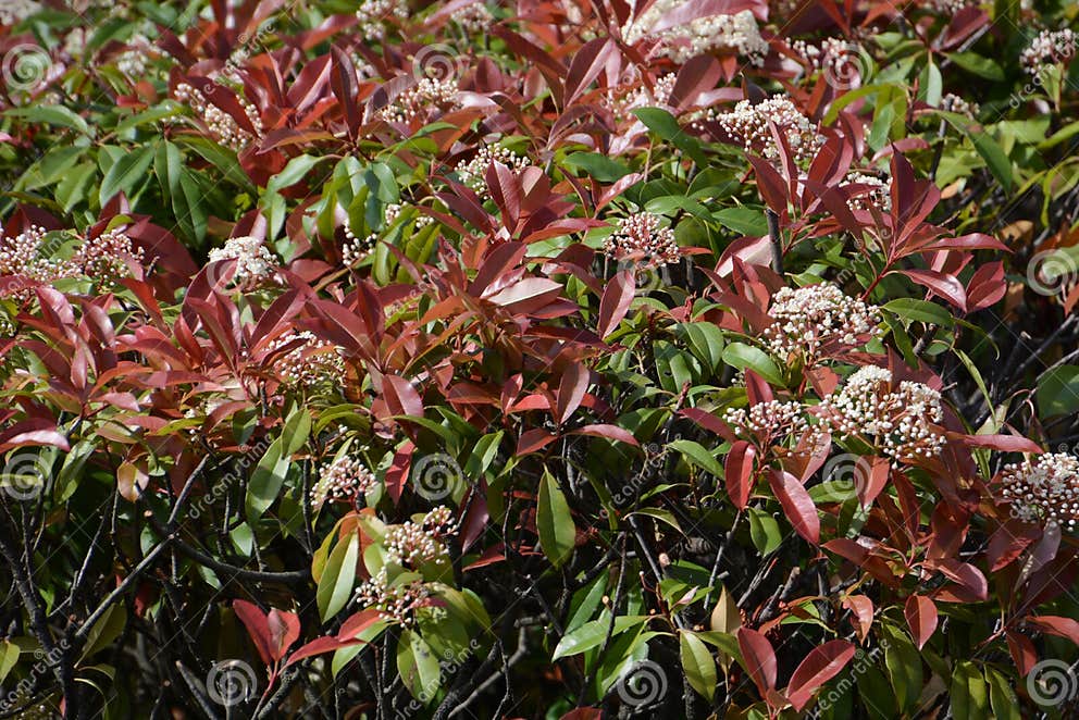 Red robin flowers stock image. Image of japan, nature - 114587293