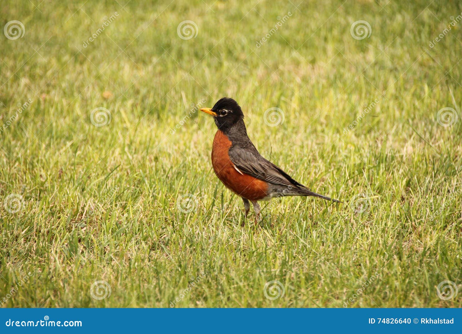 Red Robin with a Fluffy Head in Grass Stock Photo - Image of robins ...