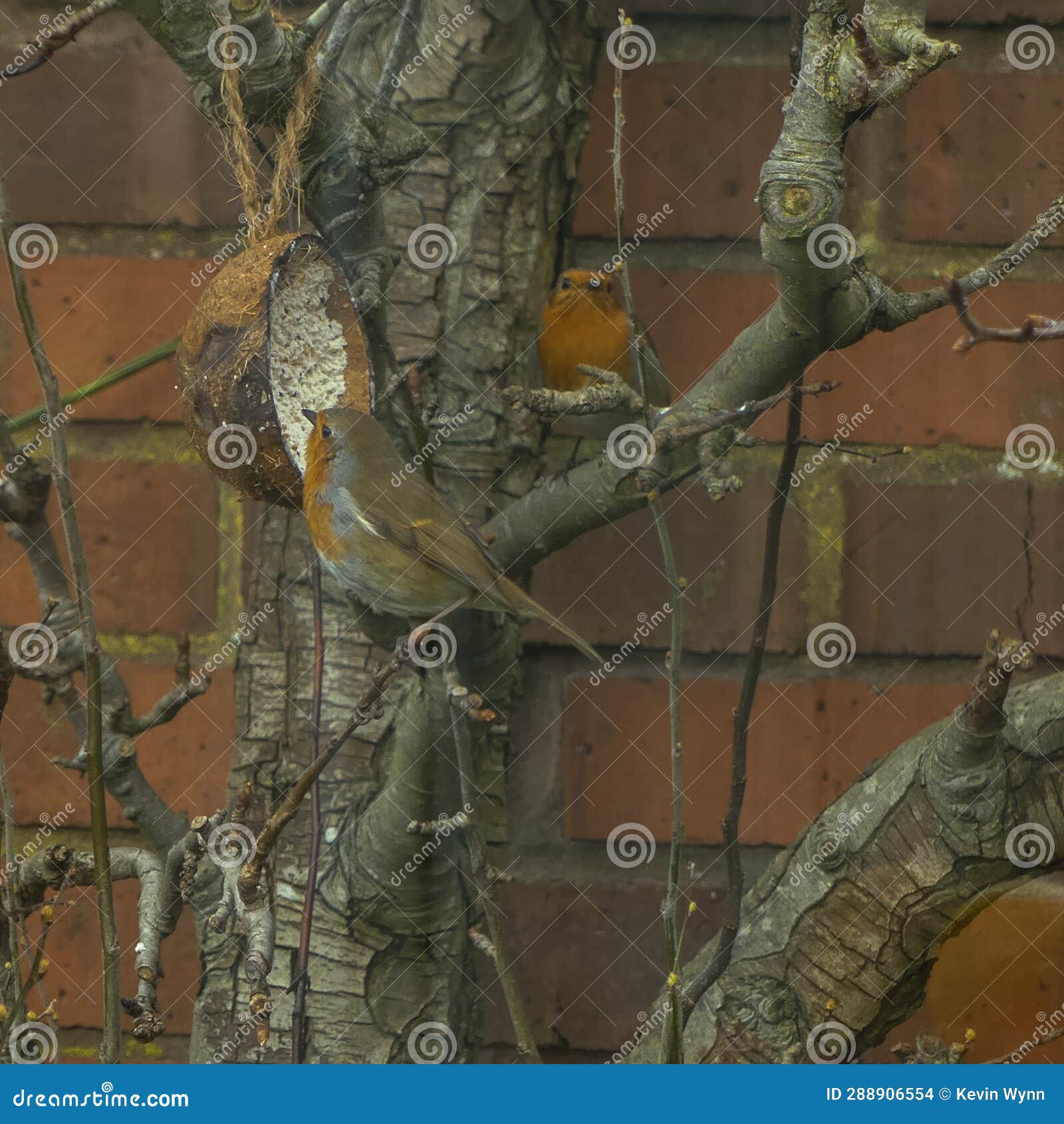 Red Robin Flying Near a Coconut Stock Photo - Image of robin, coconut ...