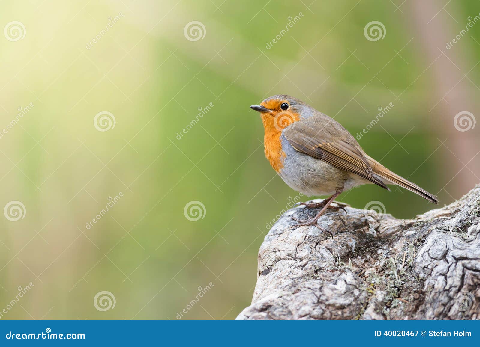 Red Robin with Green Background Stock Image - Image of england ...