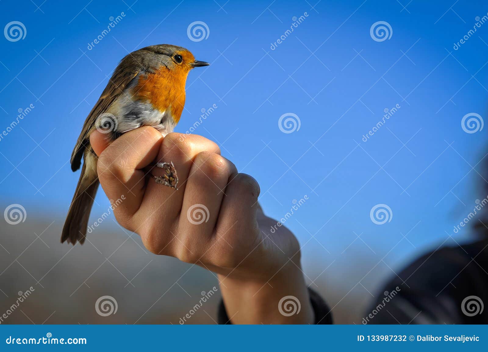 Red Robin in the Human Hand Stock Photo - Image of robin, rubecula ...