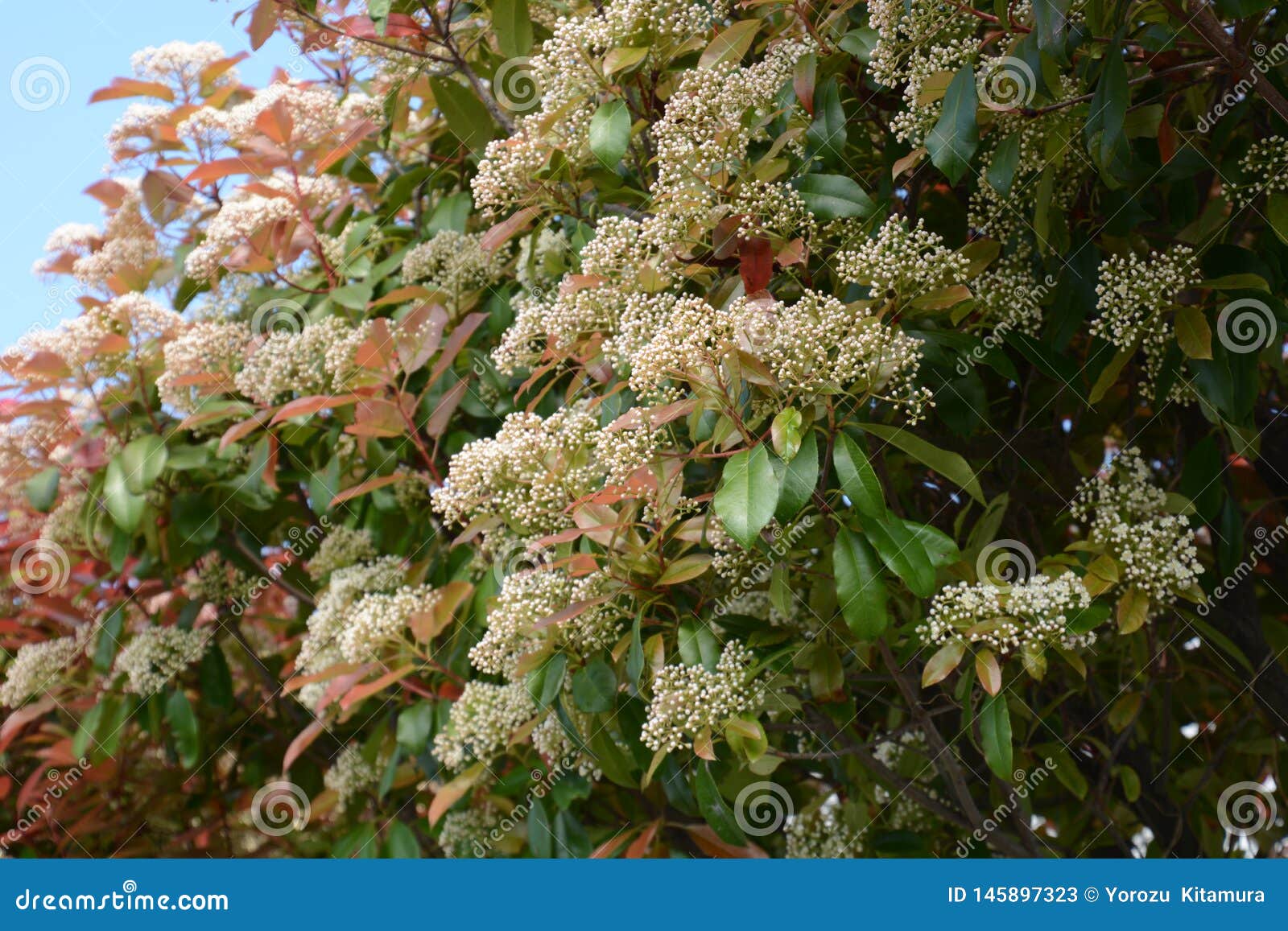Red robin blossoms stock image. Image of blossom, hedge - 145897323