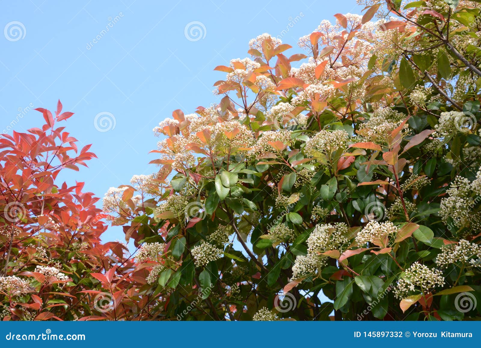 Red robin blossoms stock photo. Image of blooming, beauty - 145897332