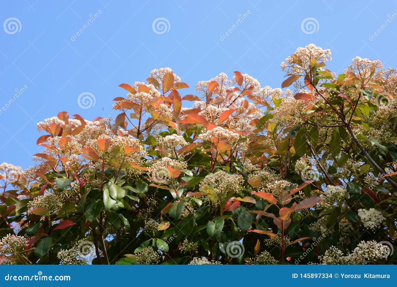 Red robin blossoms stock photo. Image of japan, blossom - 145897334