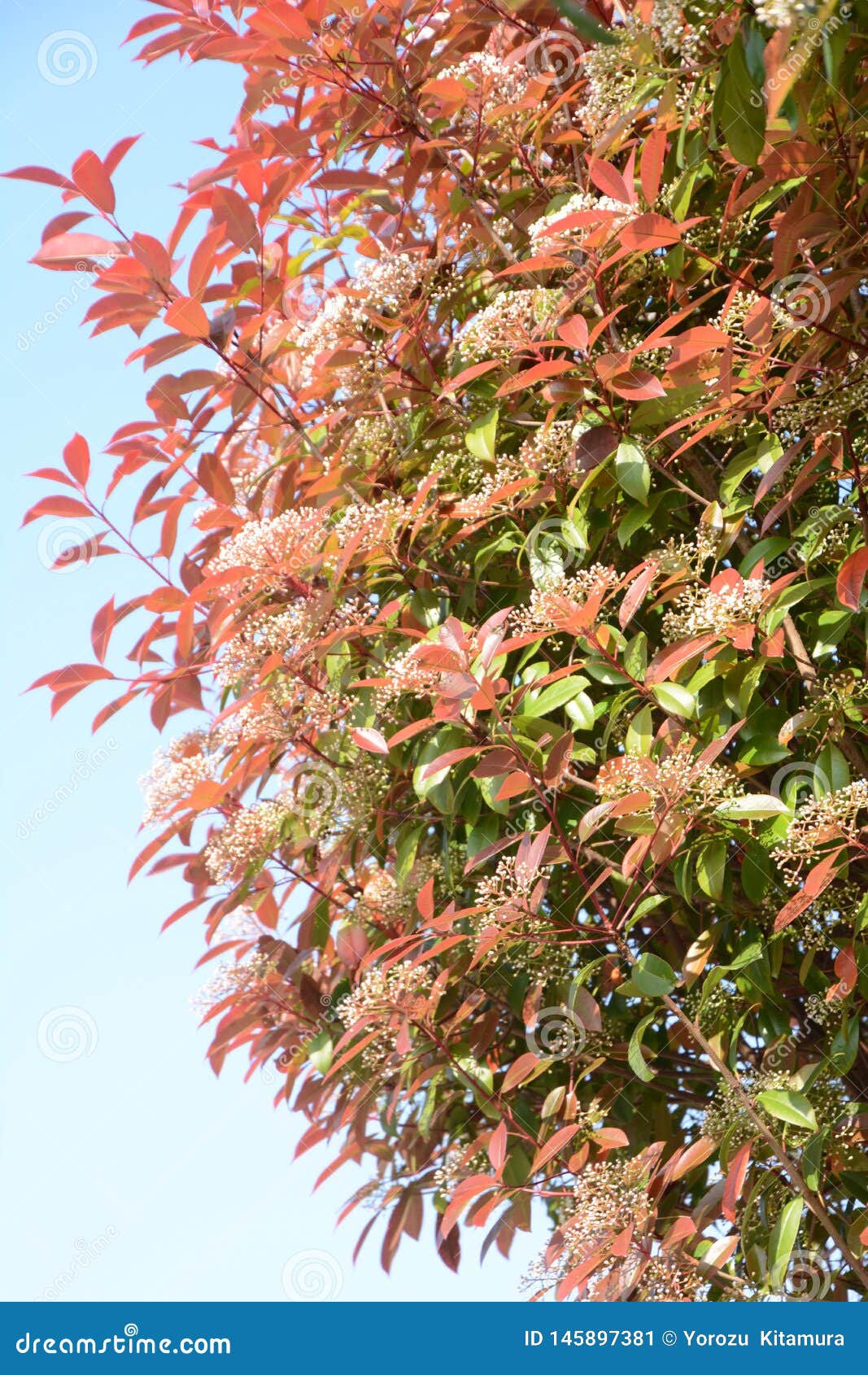 Red robin blossoms stock image. Image of macro, garden - 145897381