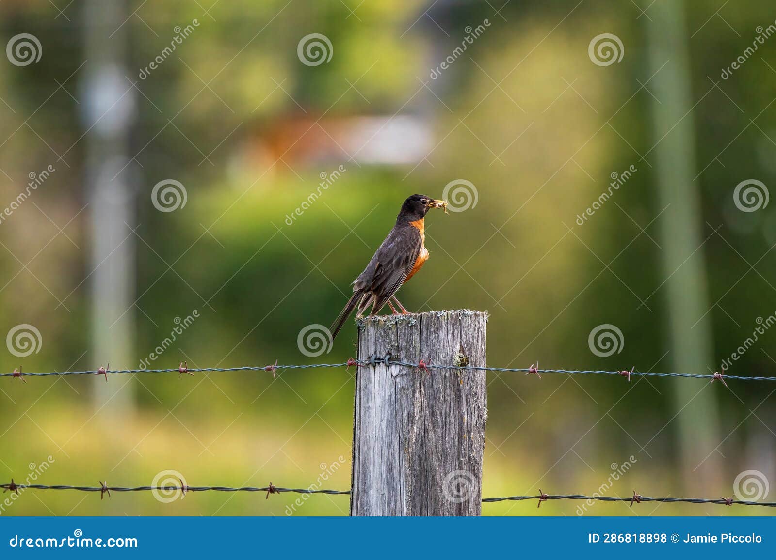 Red Robin Perched on Fence Post Stock Photo - Image of post, fence ...
