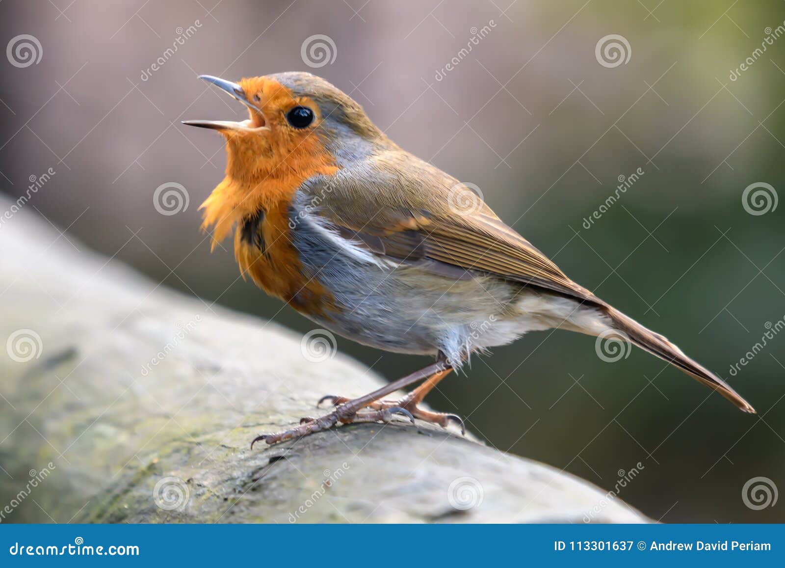Red Robin Perched on a Fence Stock Image - Image of england, flight ...