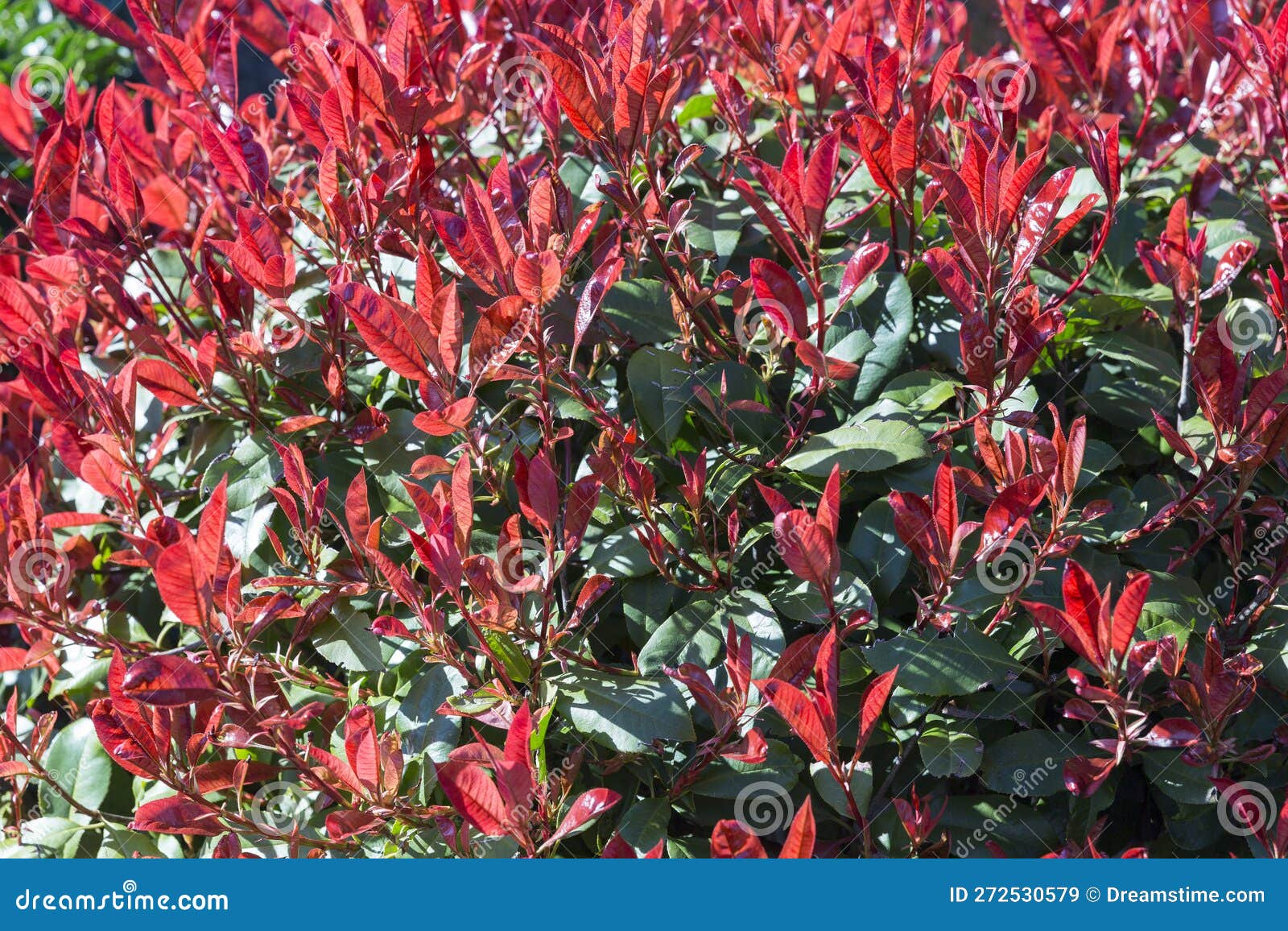 Red Robin Plant or Photinia Fraseri Stock Image - Image of compact ...