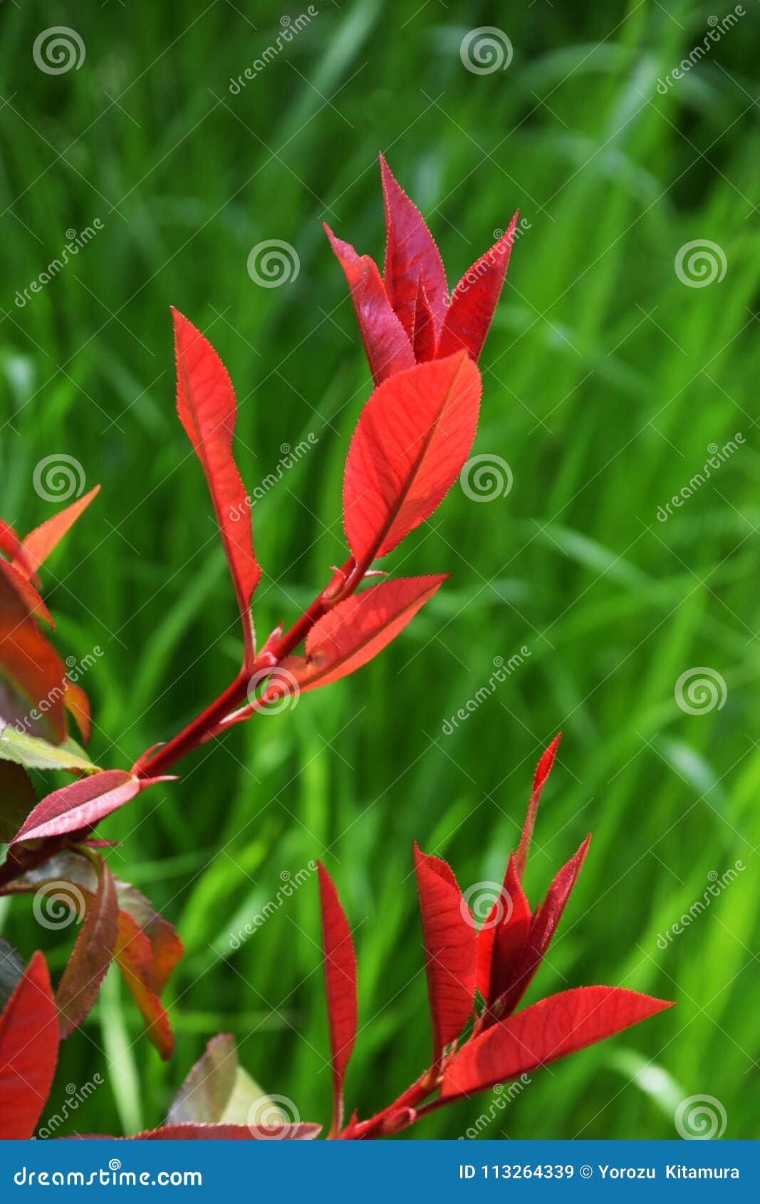 Red robin stock image. Image of nature, sprouts, evergreen - 113264339