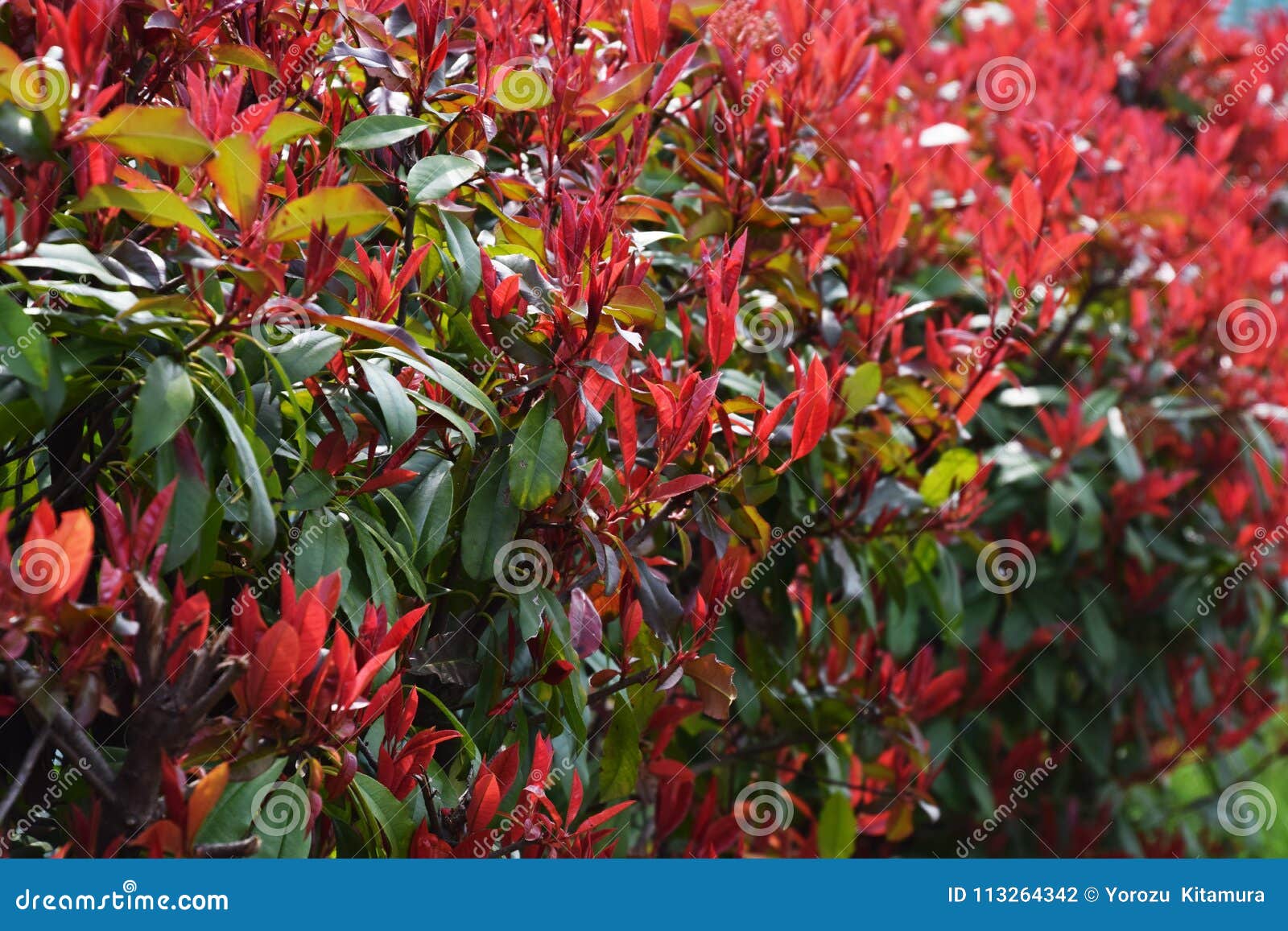 Red robin stock photo. Image of closeup, beautiful, garden - 113264342