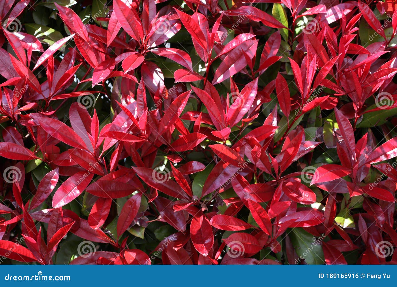 Red Robin plant stock photo. Image of plant, green, vivid - 189165916